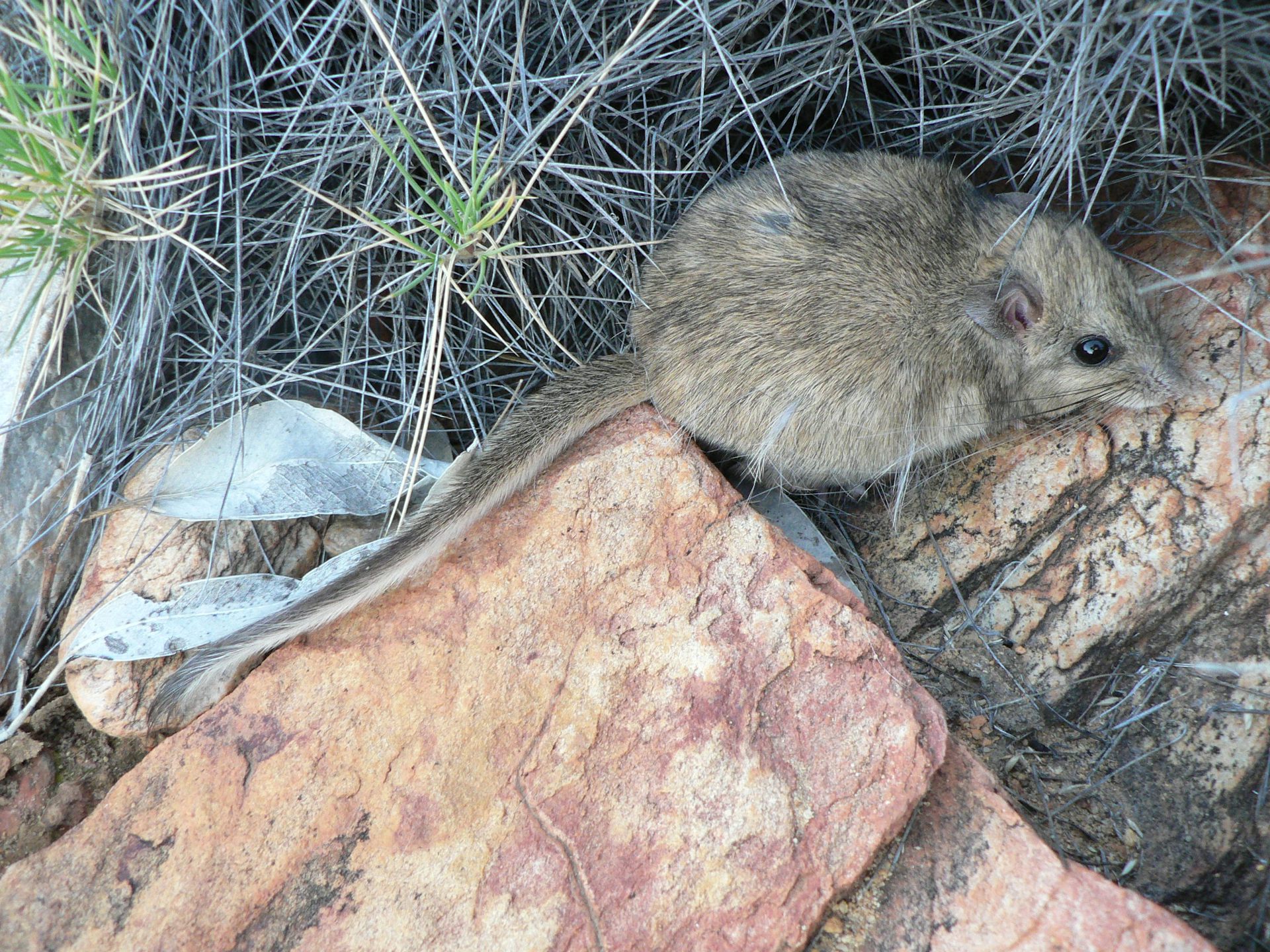 Australian endangered species: Central Rock-rat