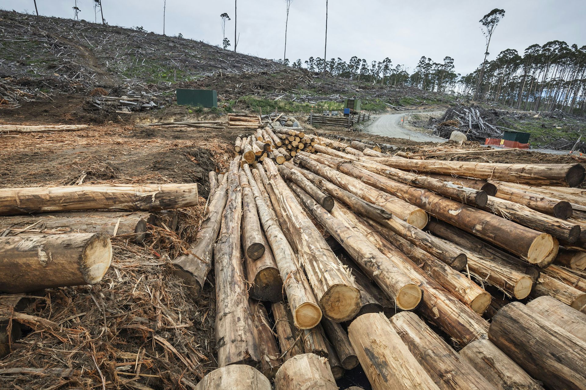 Logged native forests mostly end up in landfill, not in buildings and ...