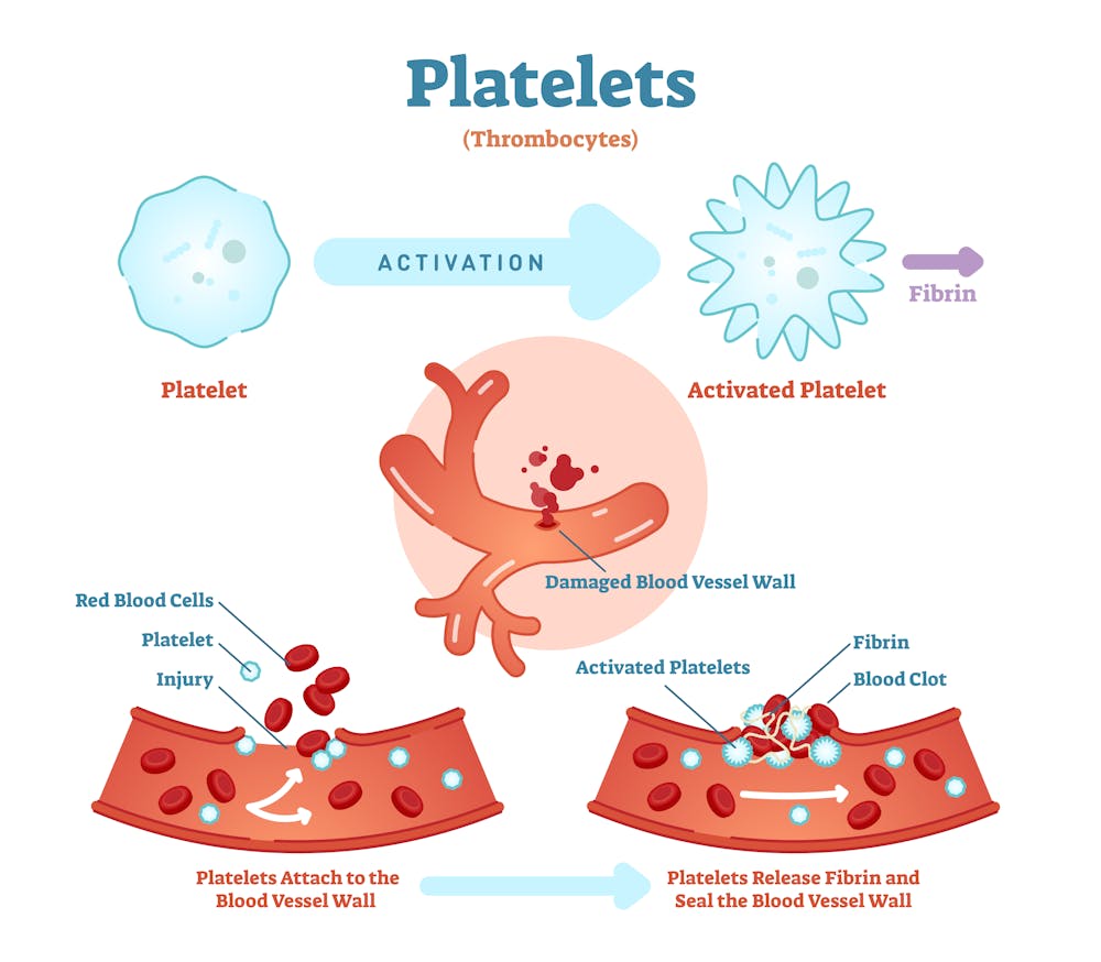 Platelets Structure Composition And Functions Overall Science