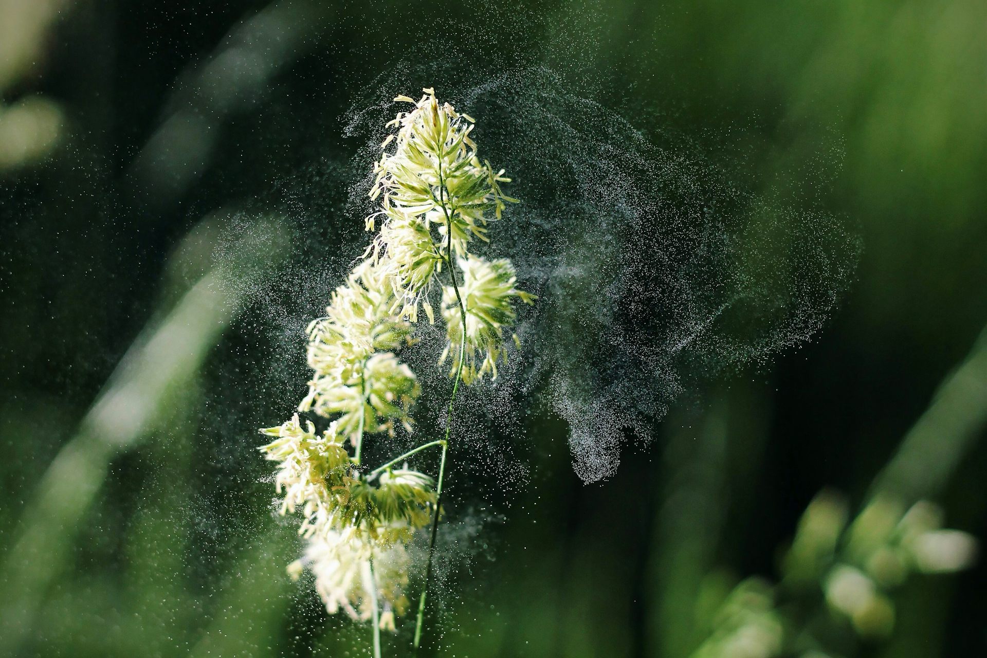 Allergies aux graminées : le type de pollen compterait plus que la quantité