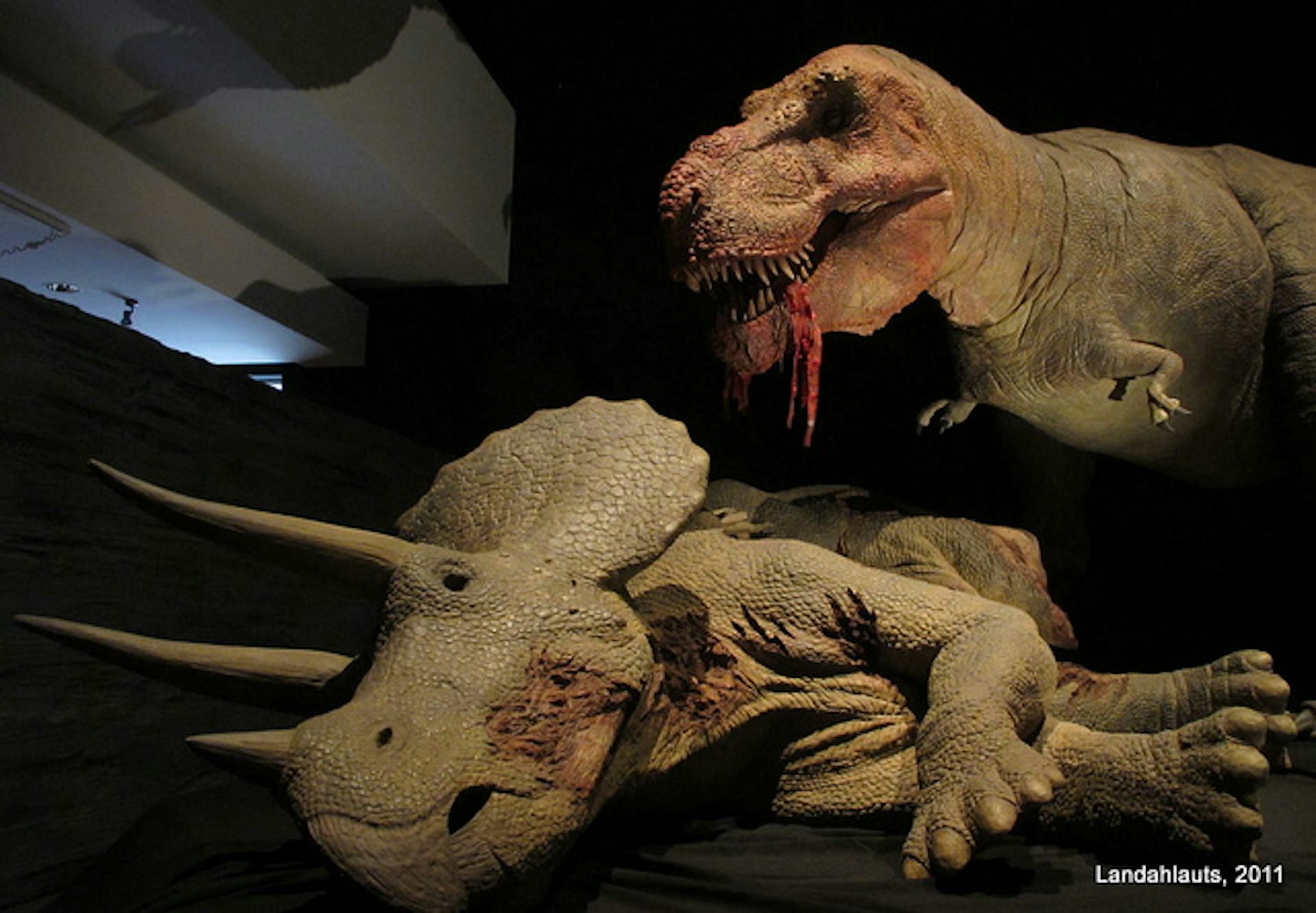 Stuck tooth reveals T. rex’s predatory past