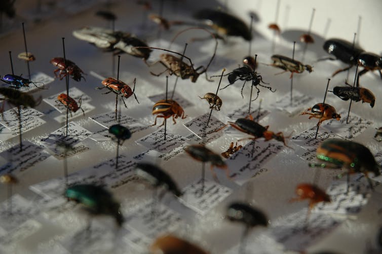 La « sixième extinction » aura-t-elle lieu La « sixième extinction » aura-t-elle lieu