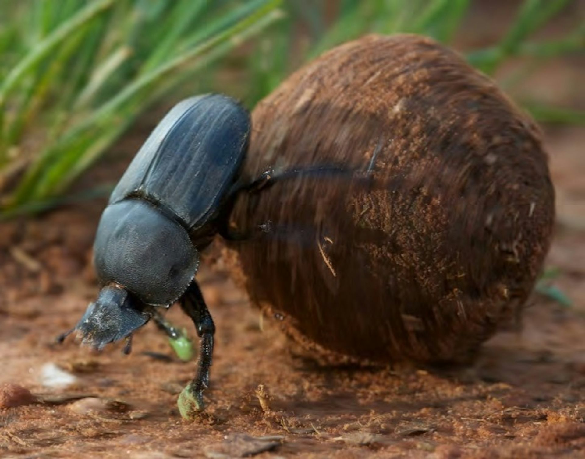 There's still so much we don't know about the star-gazing beetle with a ...