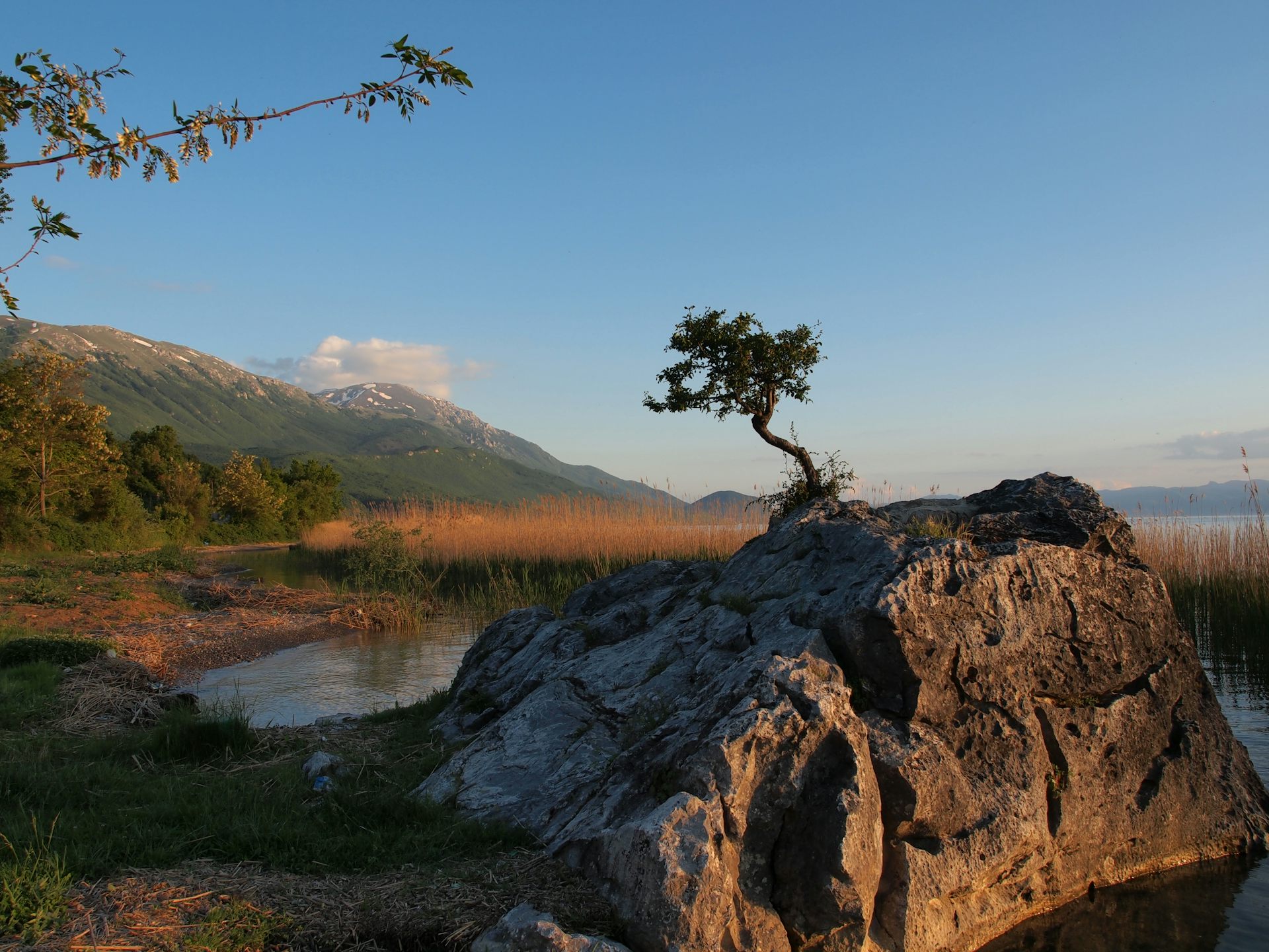 Trees, the ancient Macedonians, and the world’s first environmental ...