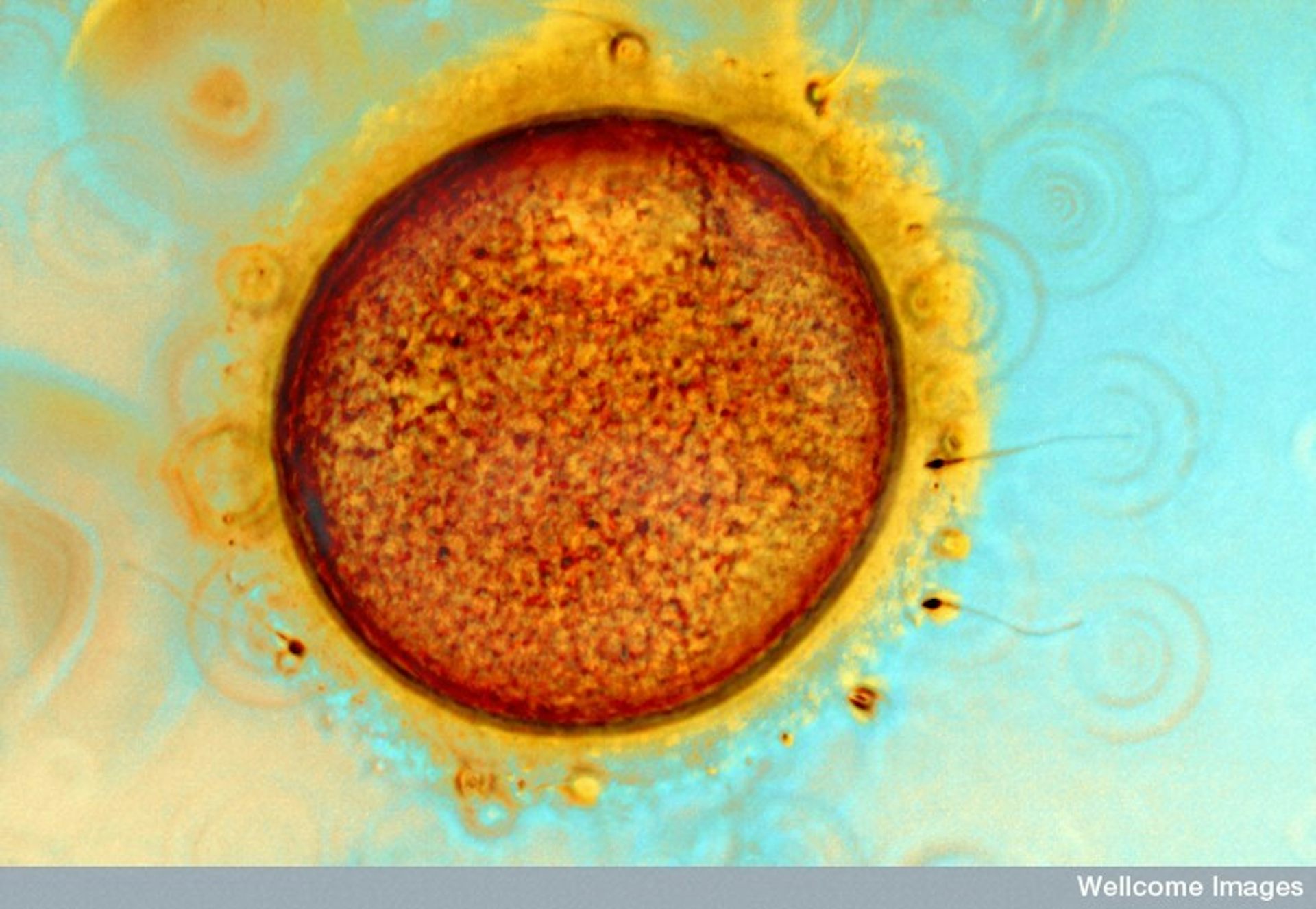 IVF breakthrough could predict fittest embryos
