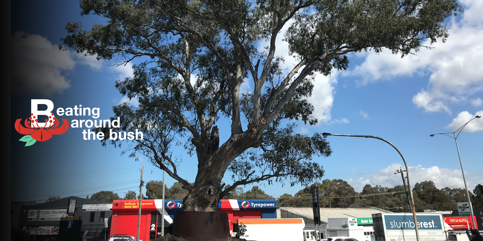 This centuries-old river red gum is a local legend – here’s why it’s ...
