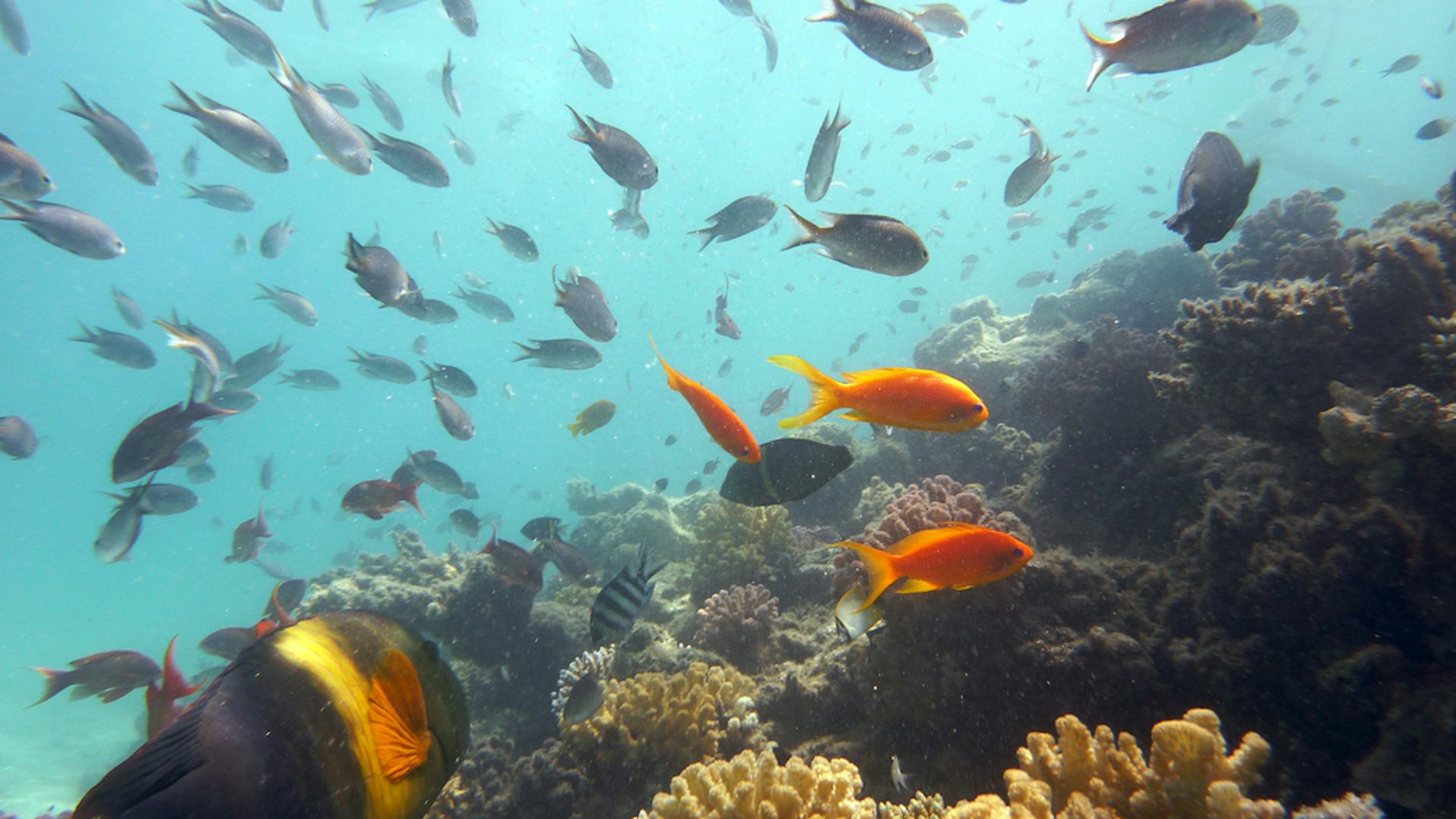 Marine compound first new natural antibiotic in decades