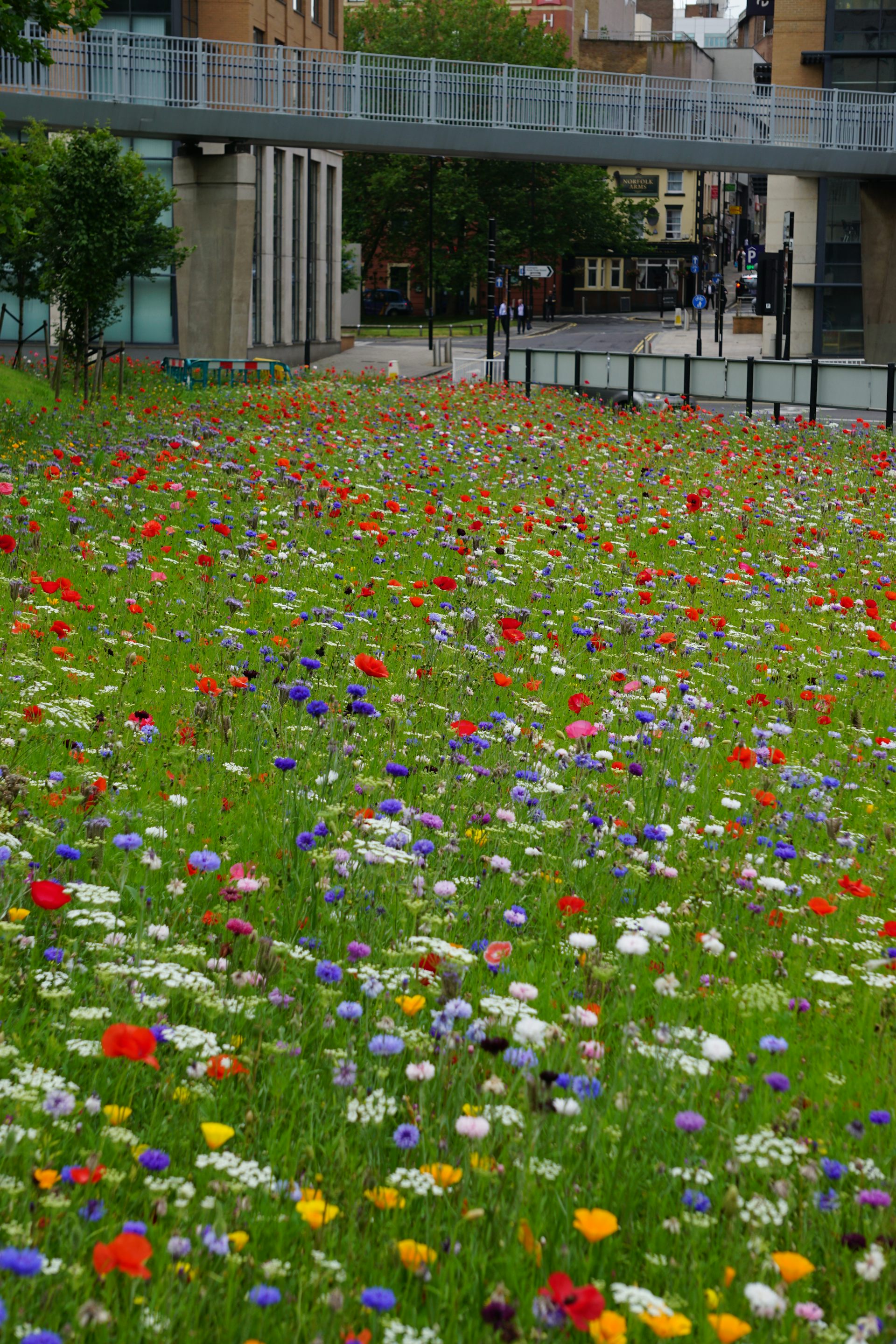 Roadside wildflower meadows are springing up across the UK – and they ...