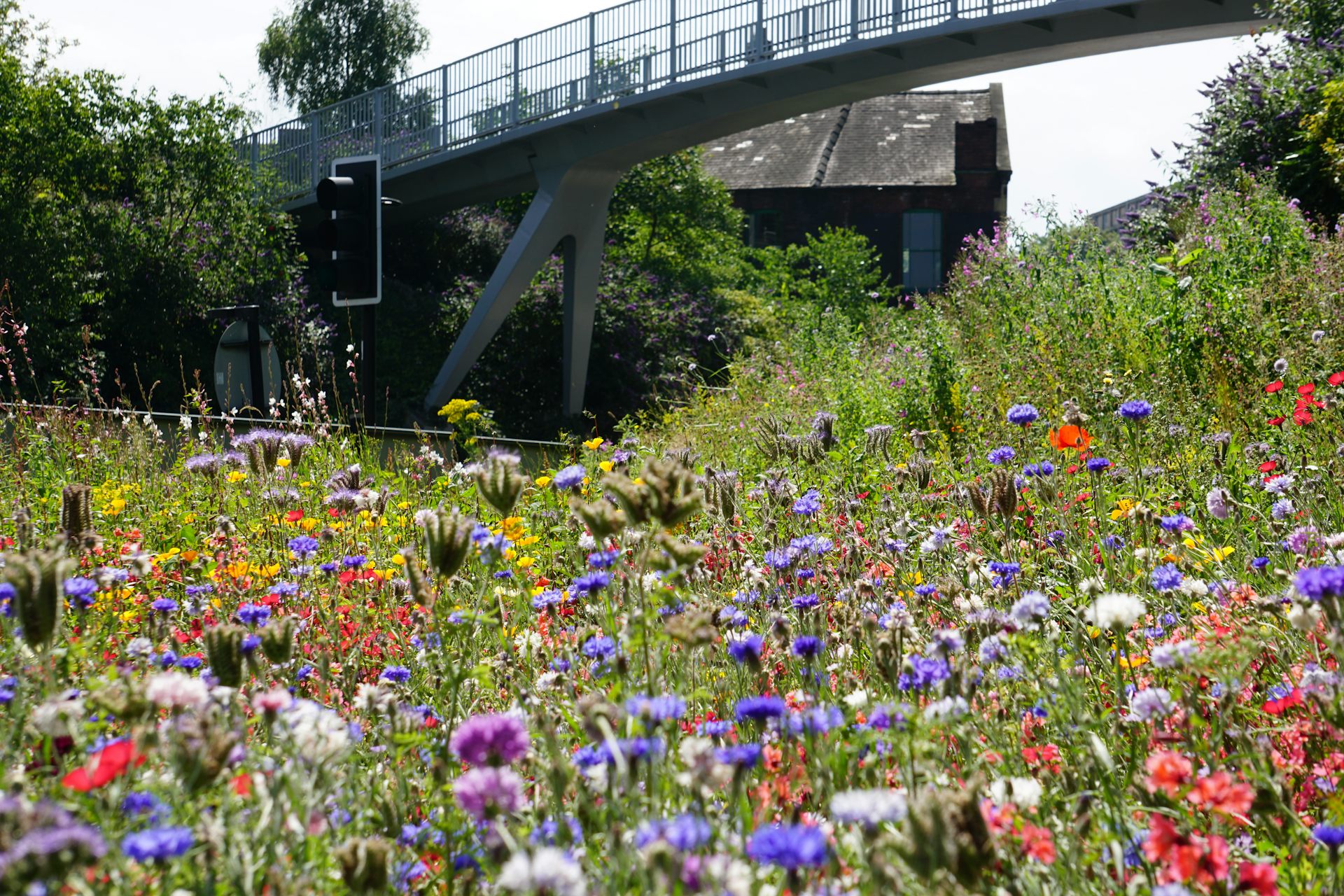 Roadside wildflower meadows are springing up across the UK – and they ...