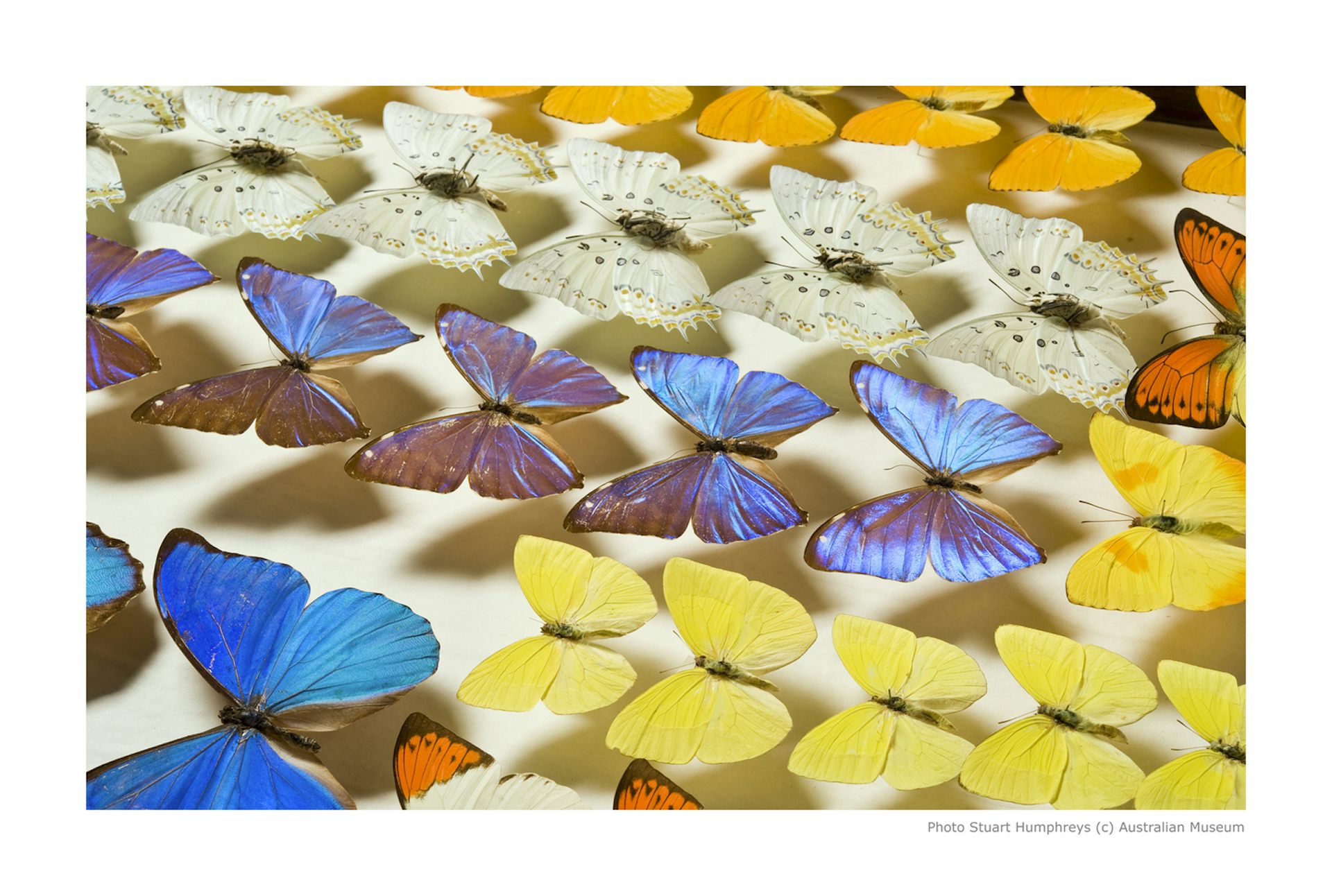 Natural history collections are fine specimens of great value