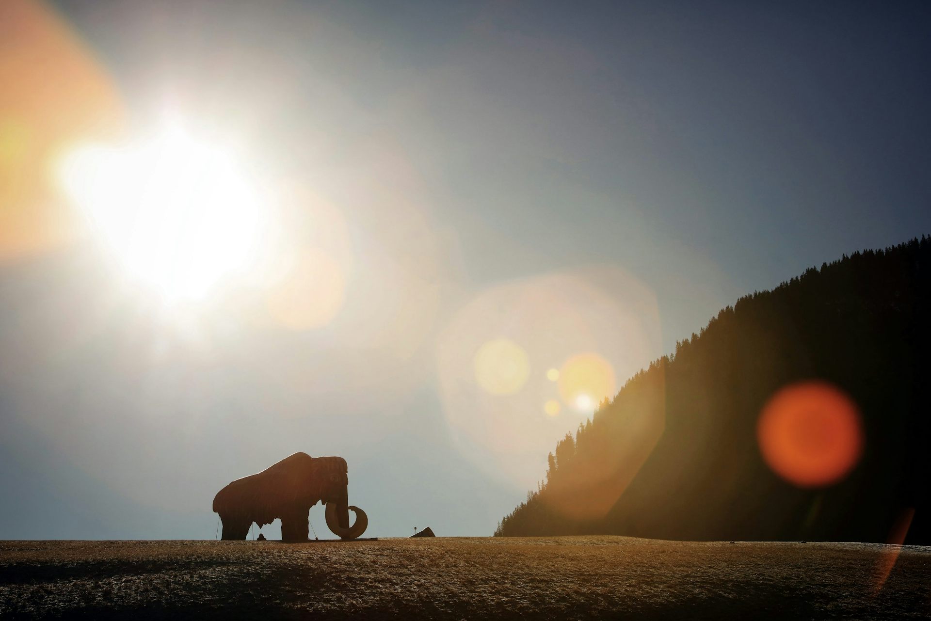 Why we need to protect the extinct woolly mammoth