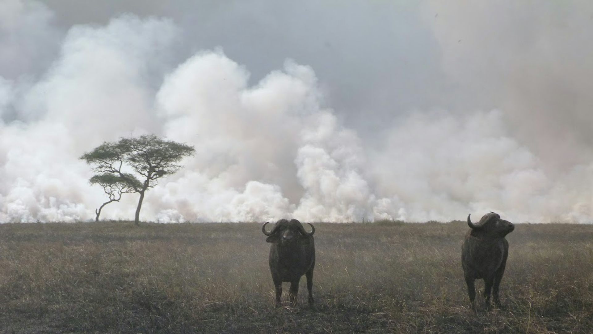 African grasslands are meant to burn – we can’t let this distract from ...