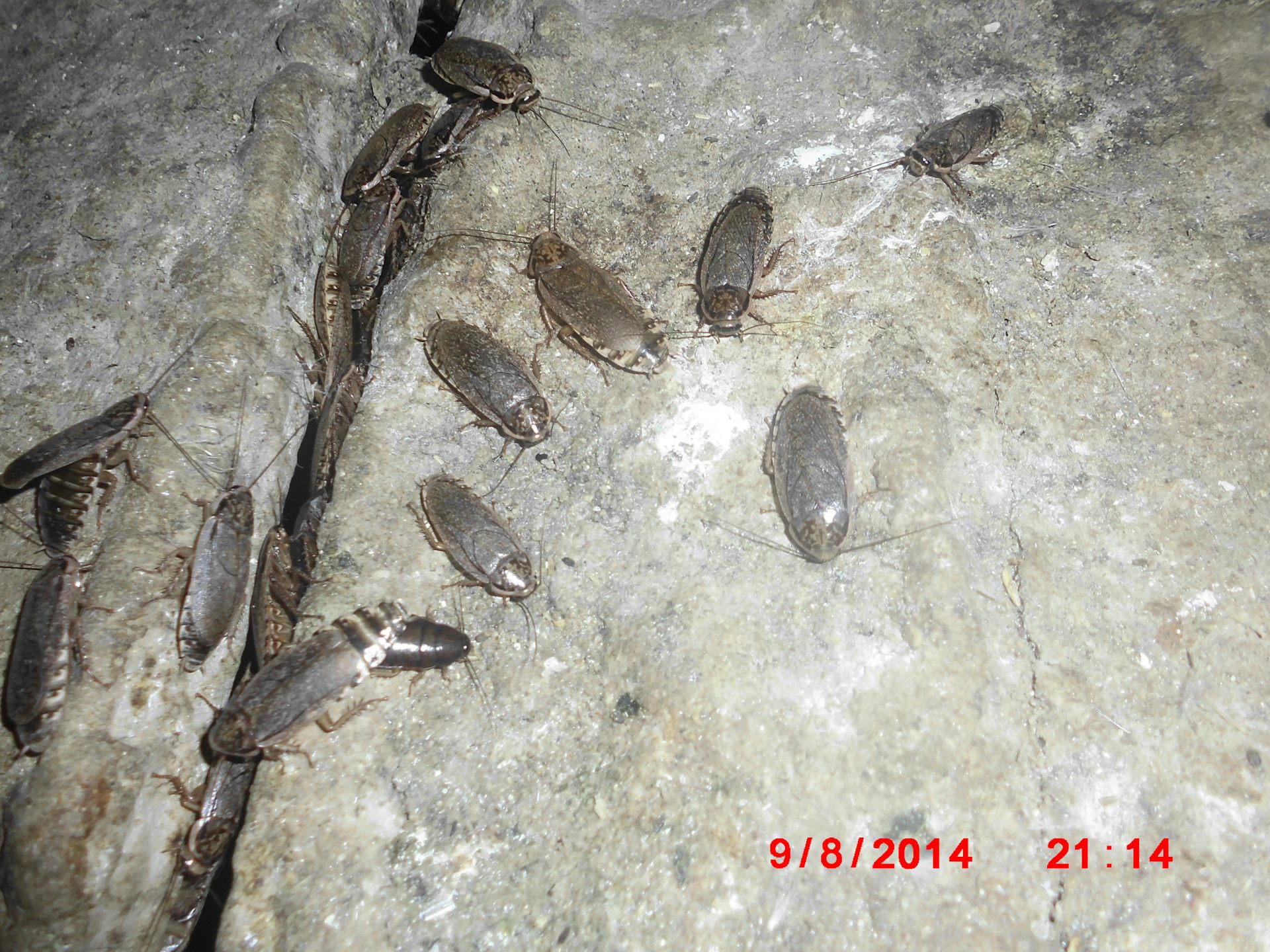 6 fakta unik kecoak yang mungkin Anda belum tahu: selamat dari iklim ...