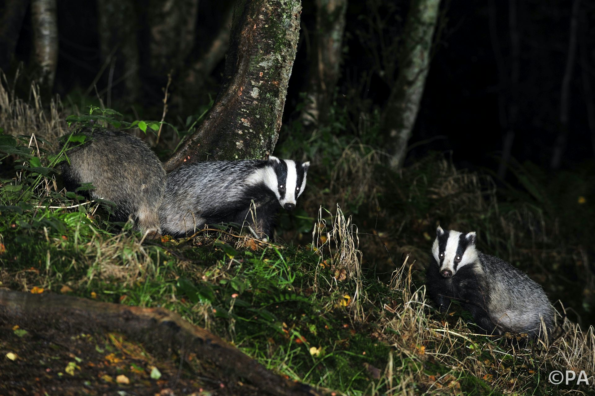 Putting farmers in charge may be our best hope to control TB
