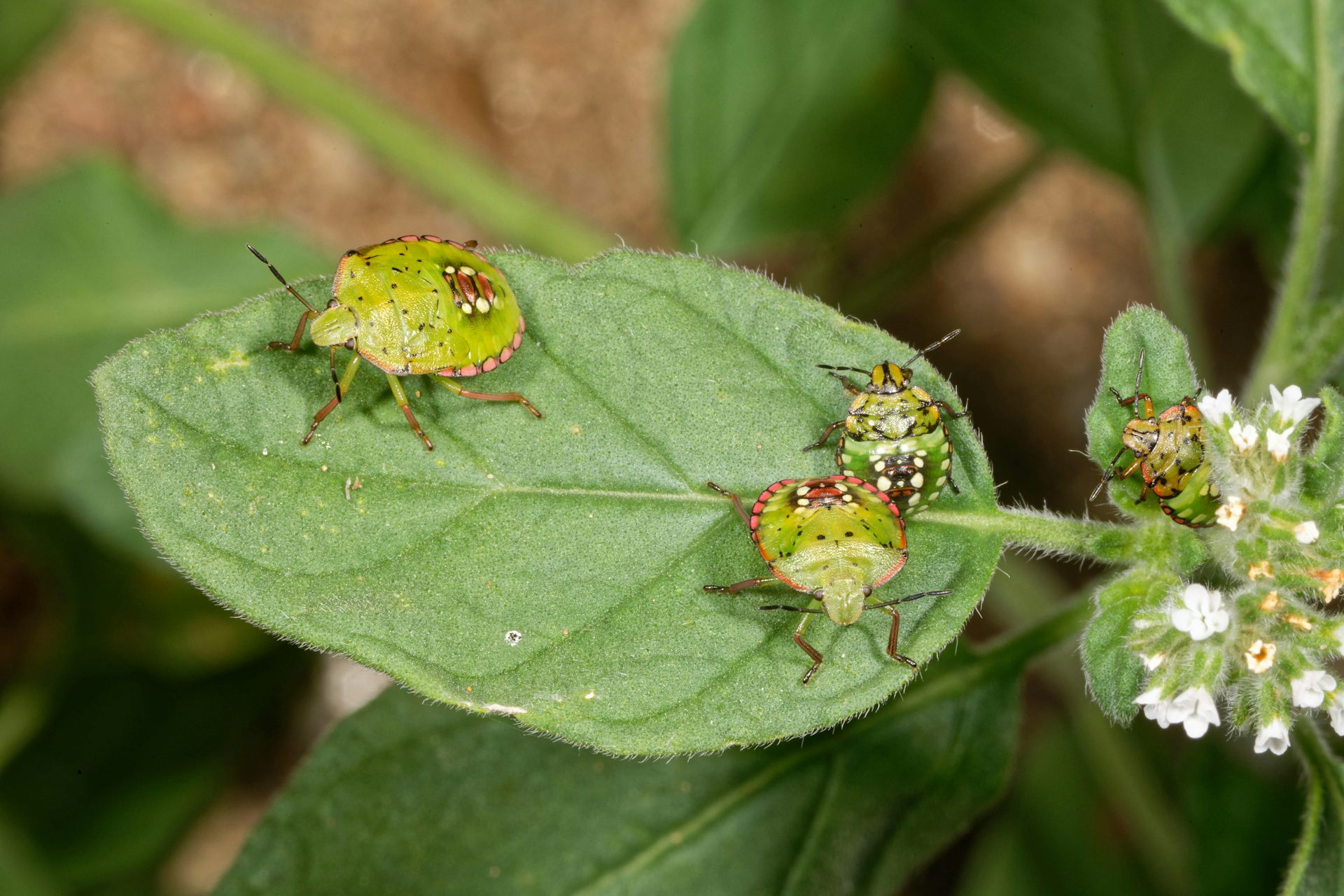 À l’automne, les punaises arrivent en ville… et aux champs
