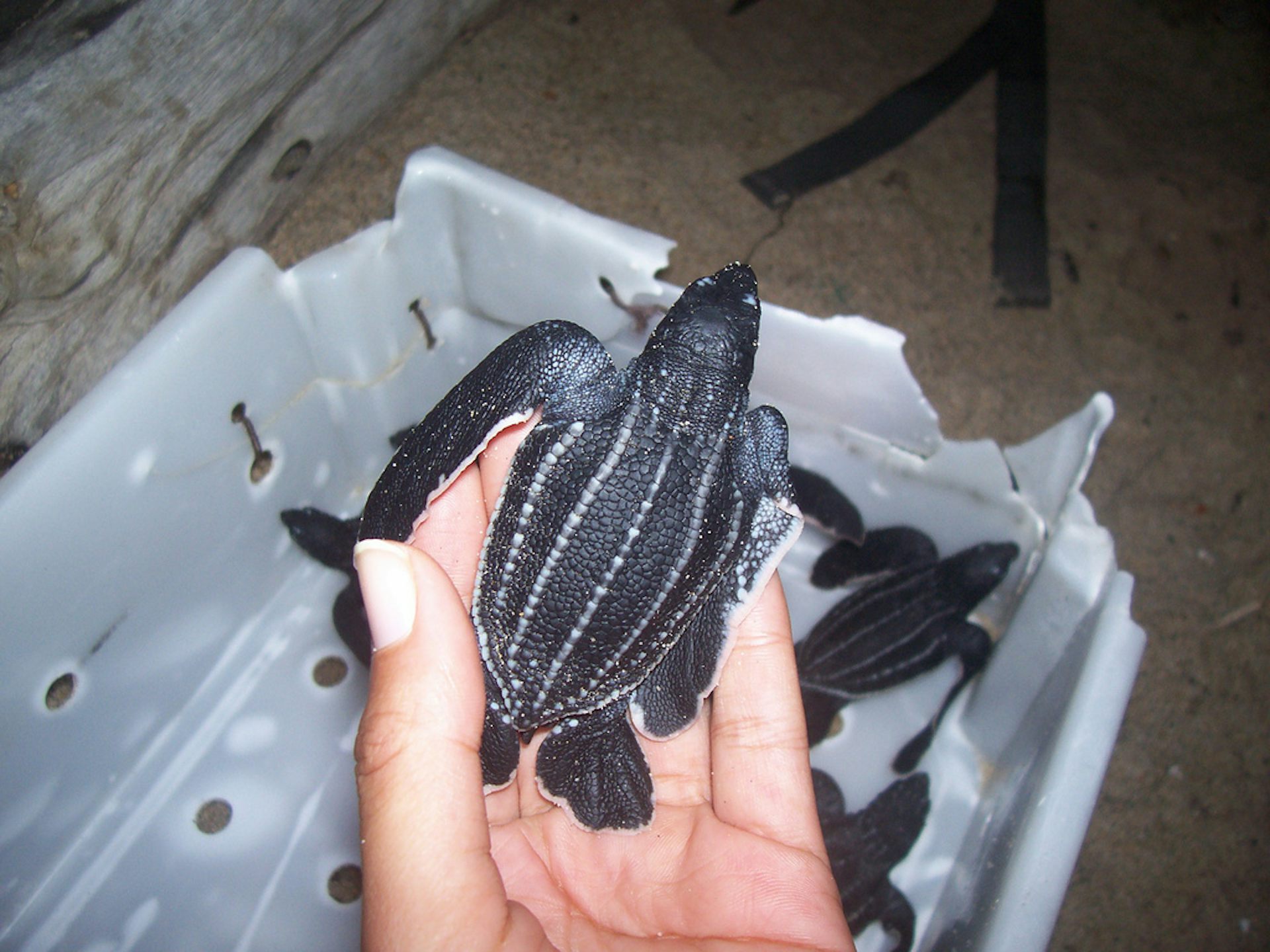 Australian endangered species: Leatherback Turtle