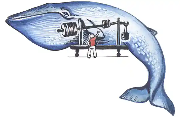 How Do You Weigh A Live Whale How Do You Weigh A Live Whale