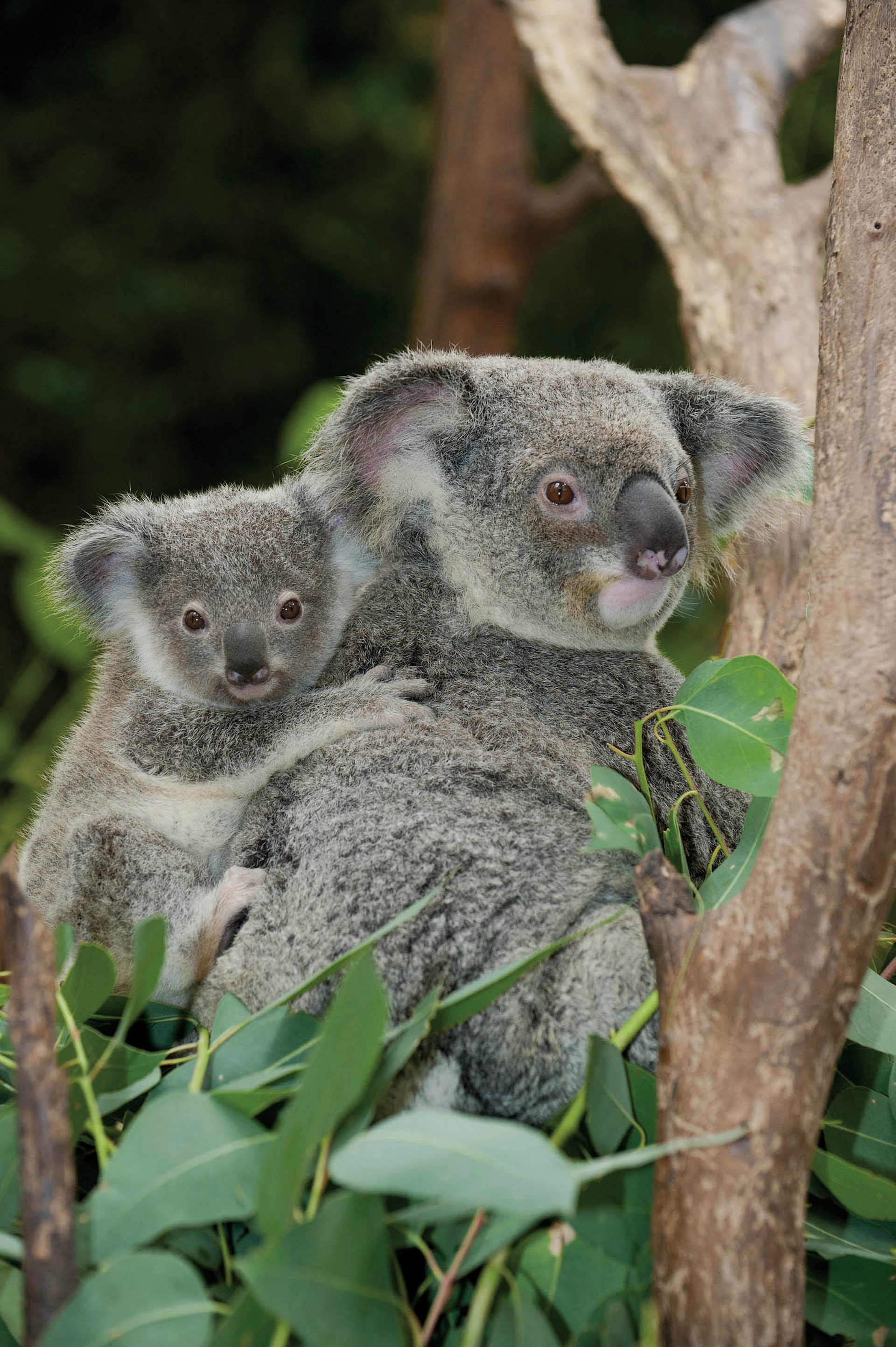 A virus is attacking koalas’ genes. But their DNA is fighting back