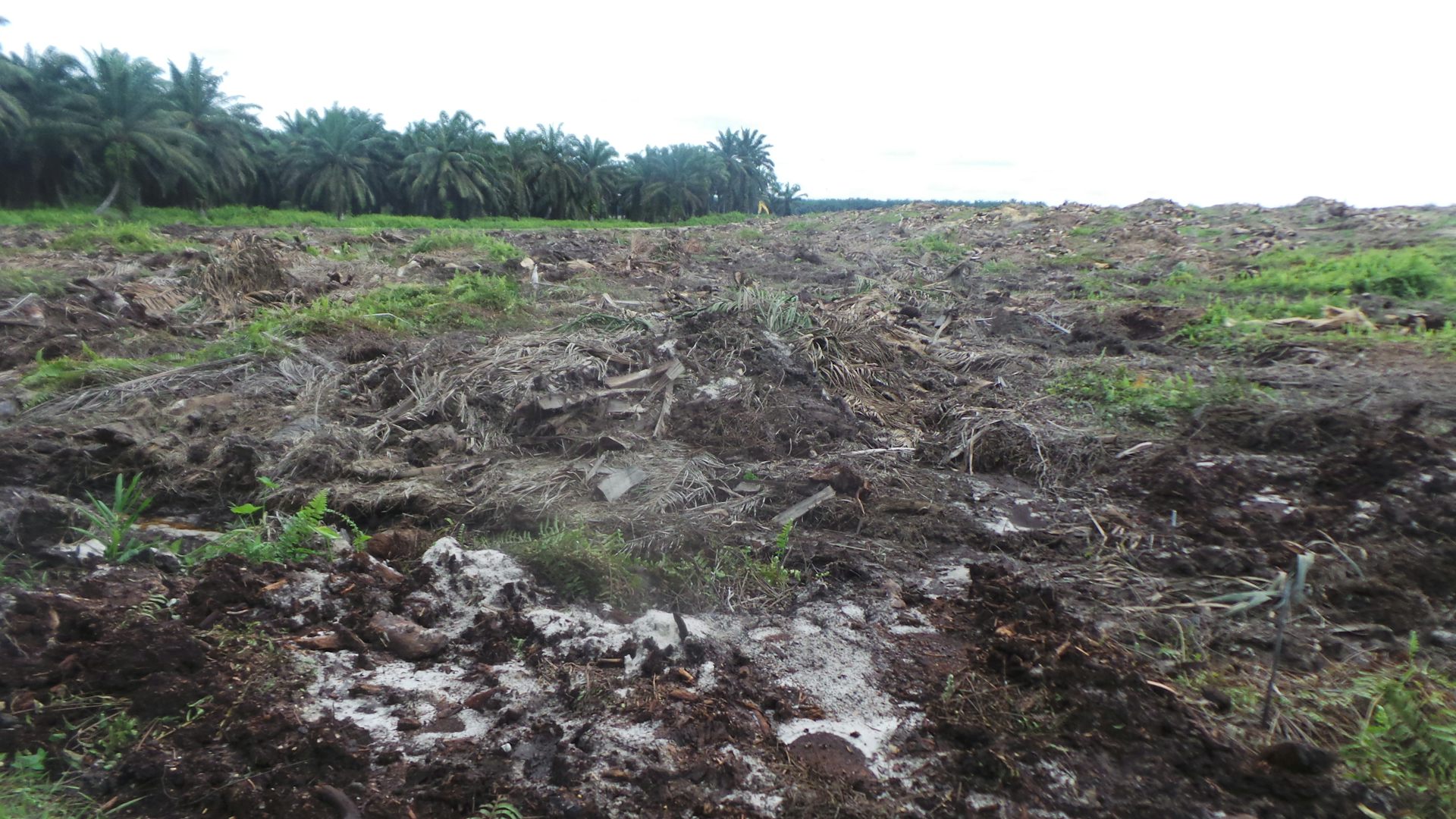 In West Papua, oil palm expansion undermines the relations of ...