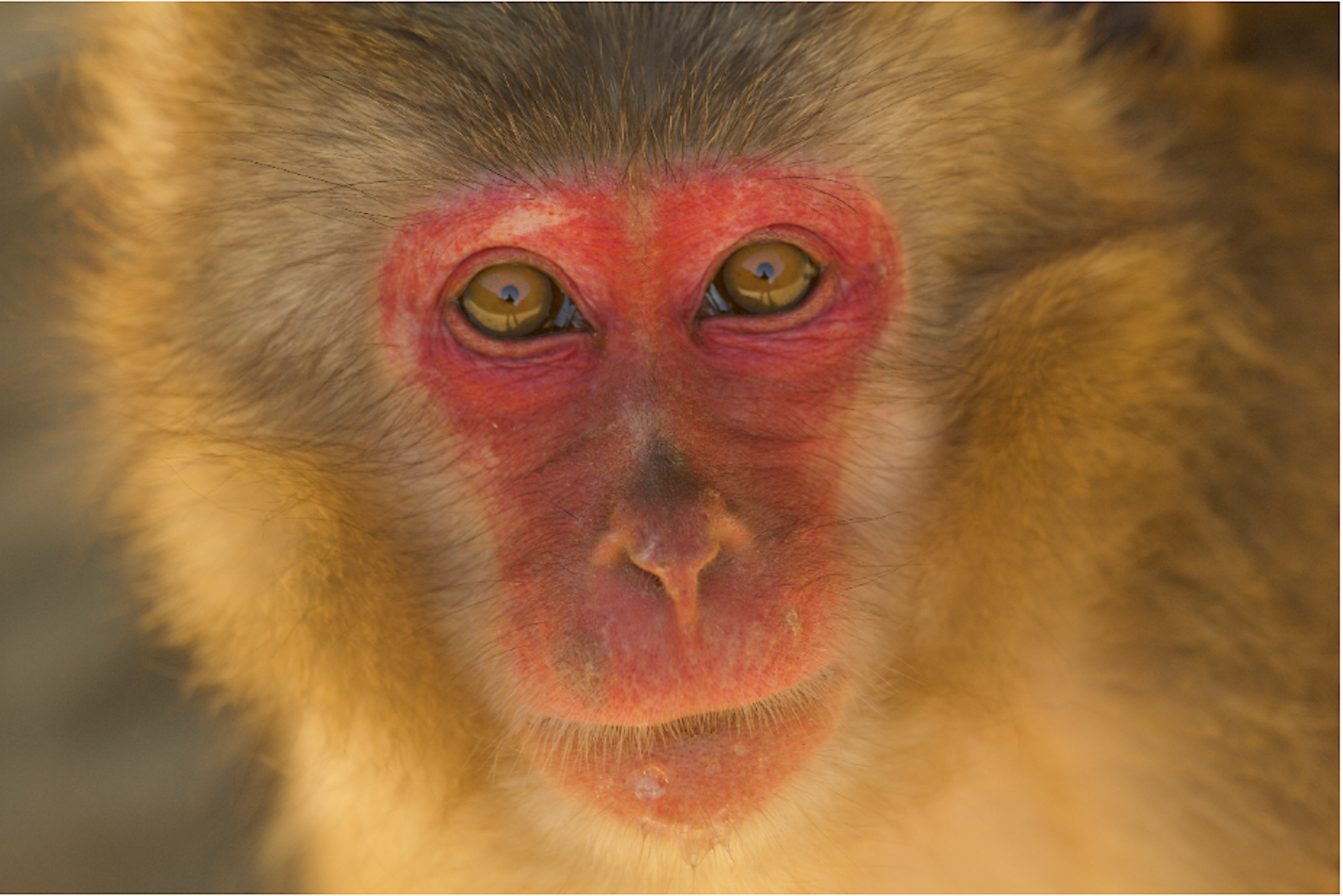 Pourquoi ces singes ont-ils le visage et les fesses rouges ? - Ça m ...
