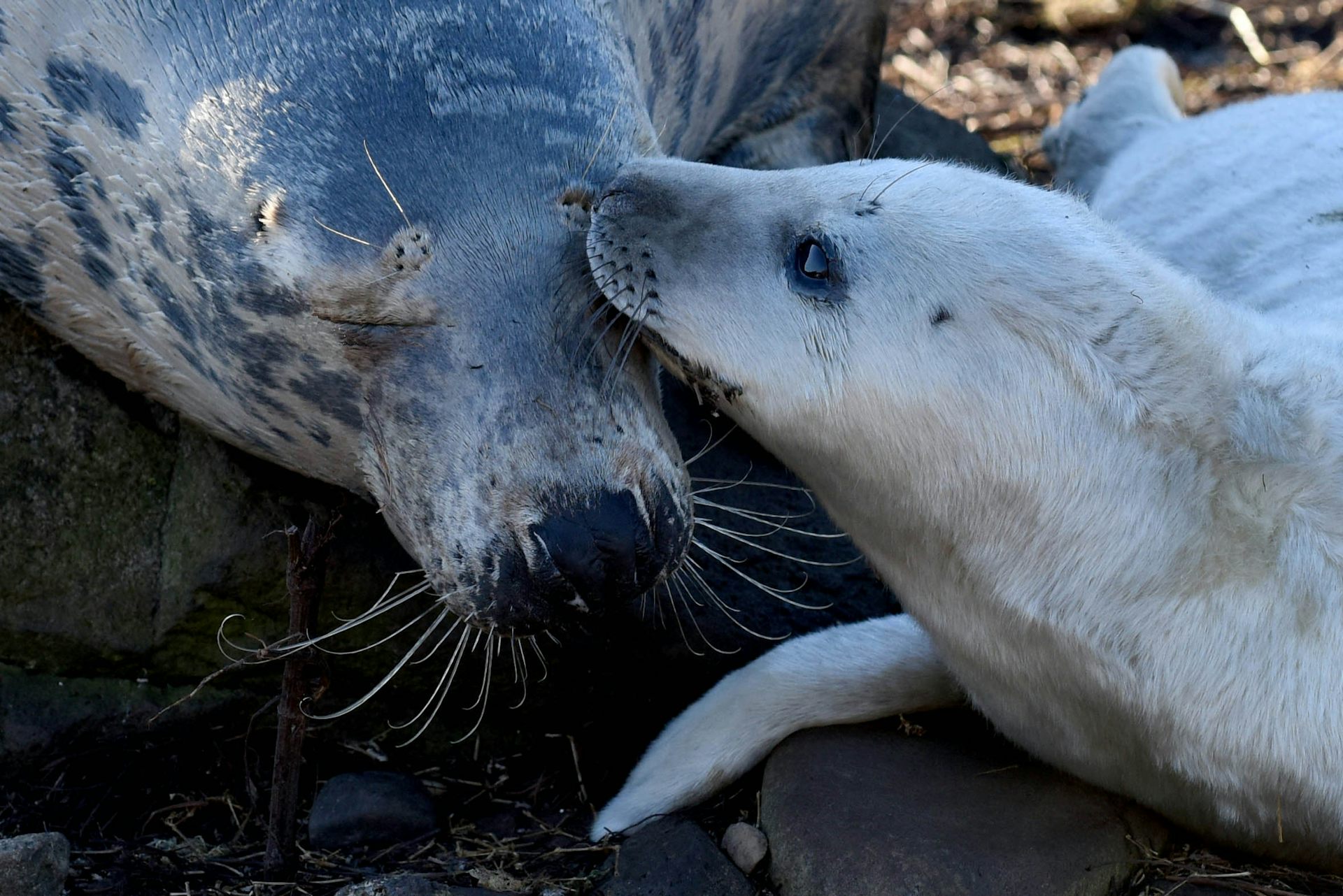 Baby seals: ‘love hormone’ research reveals swift weight gain in pups