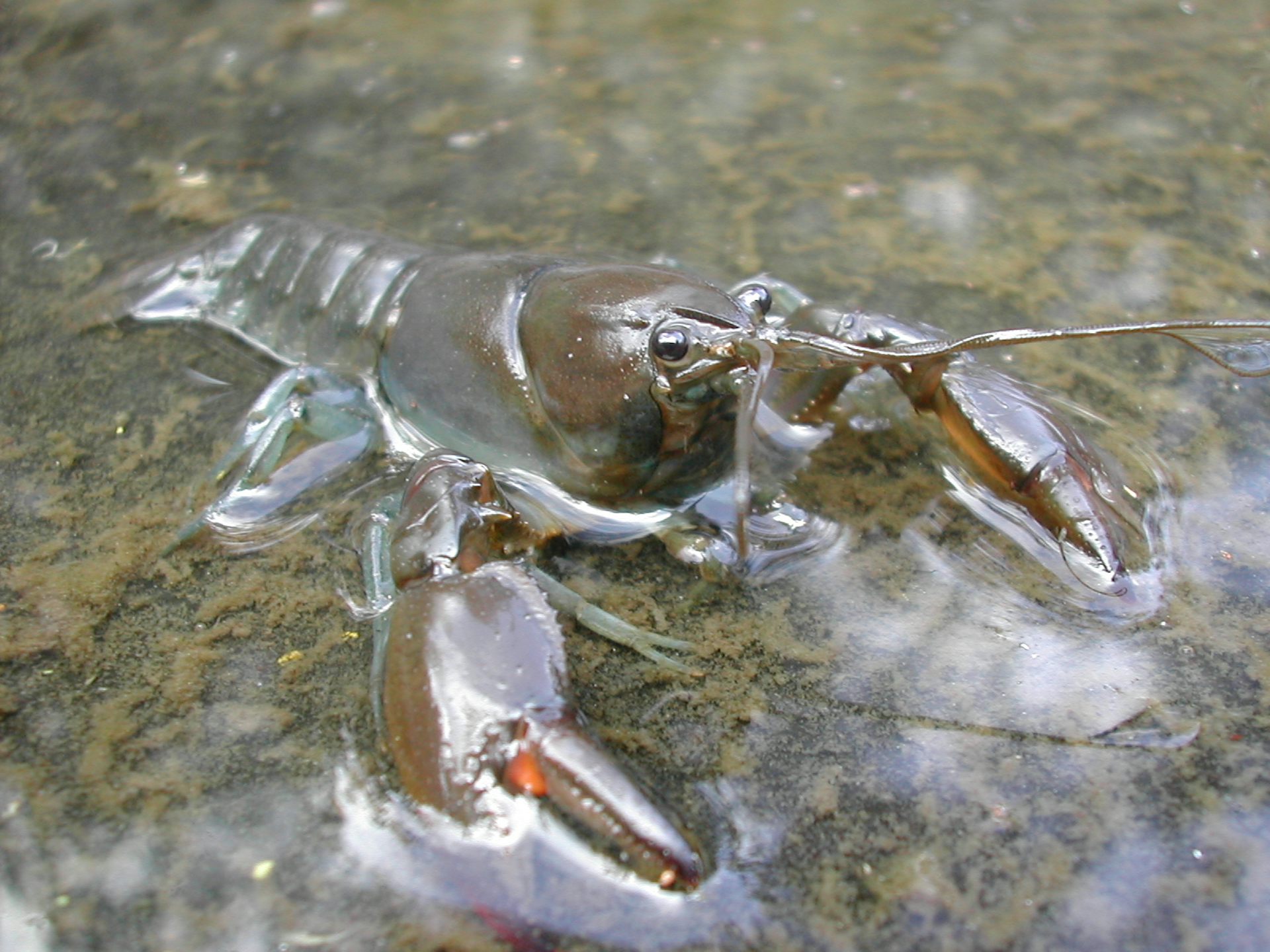 Australian endangered species: Leckie’s Crayfish