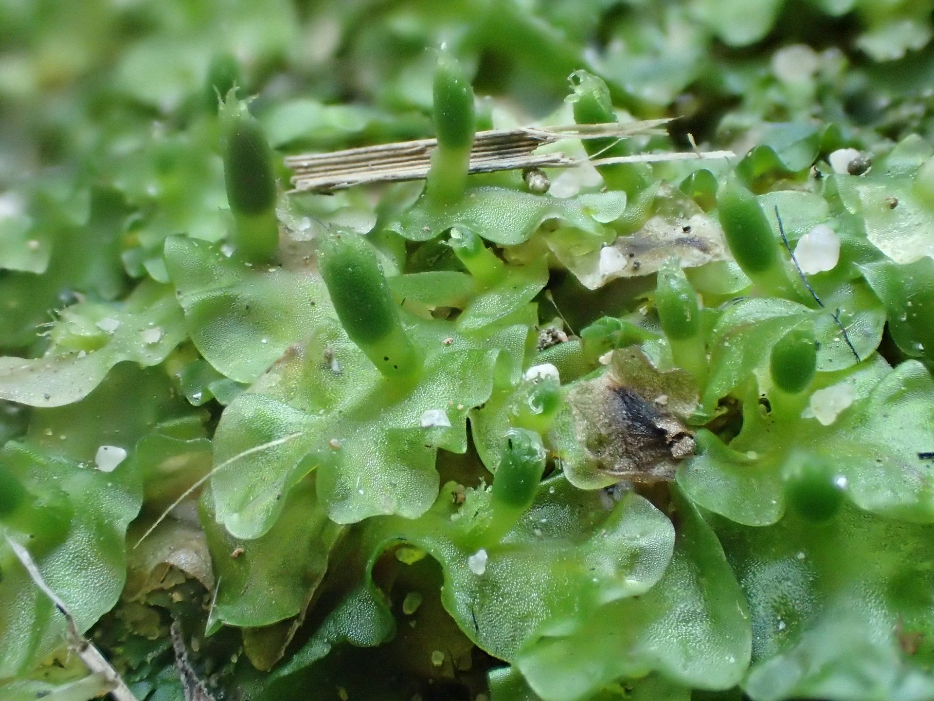 À la découverte des mousses cachées de Madagascar