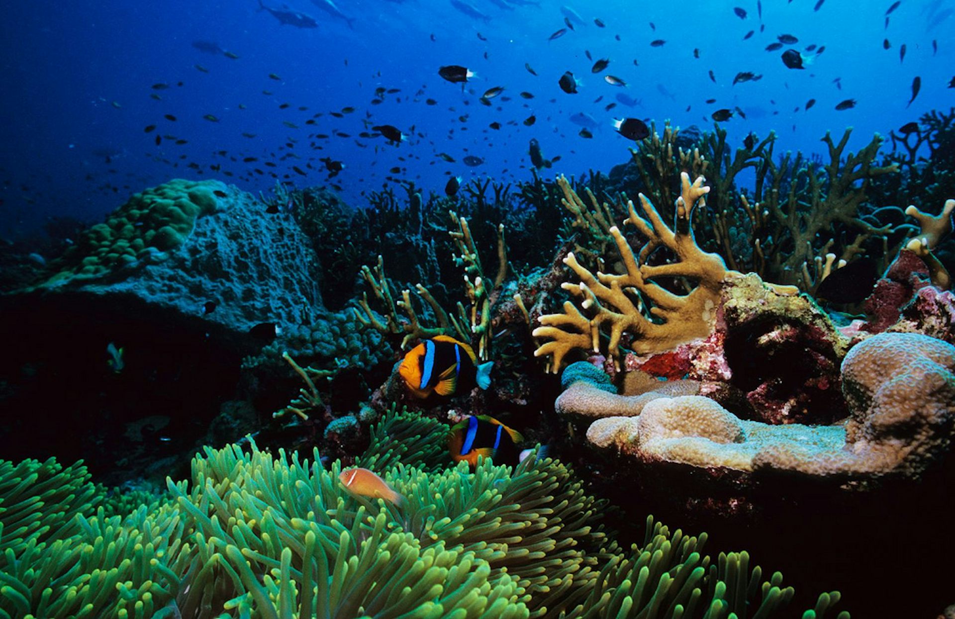 Microscopic marine plants bioengineer their environment to enhance ...