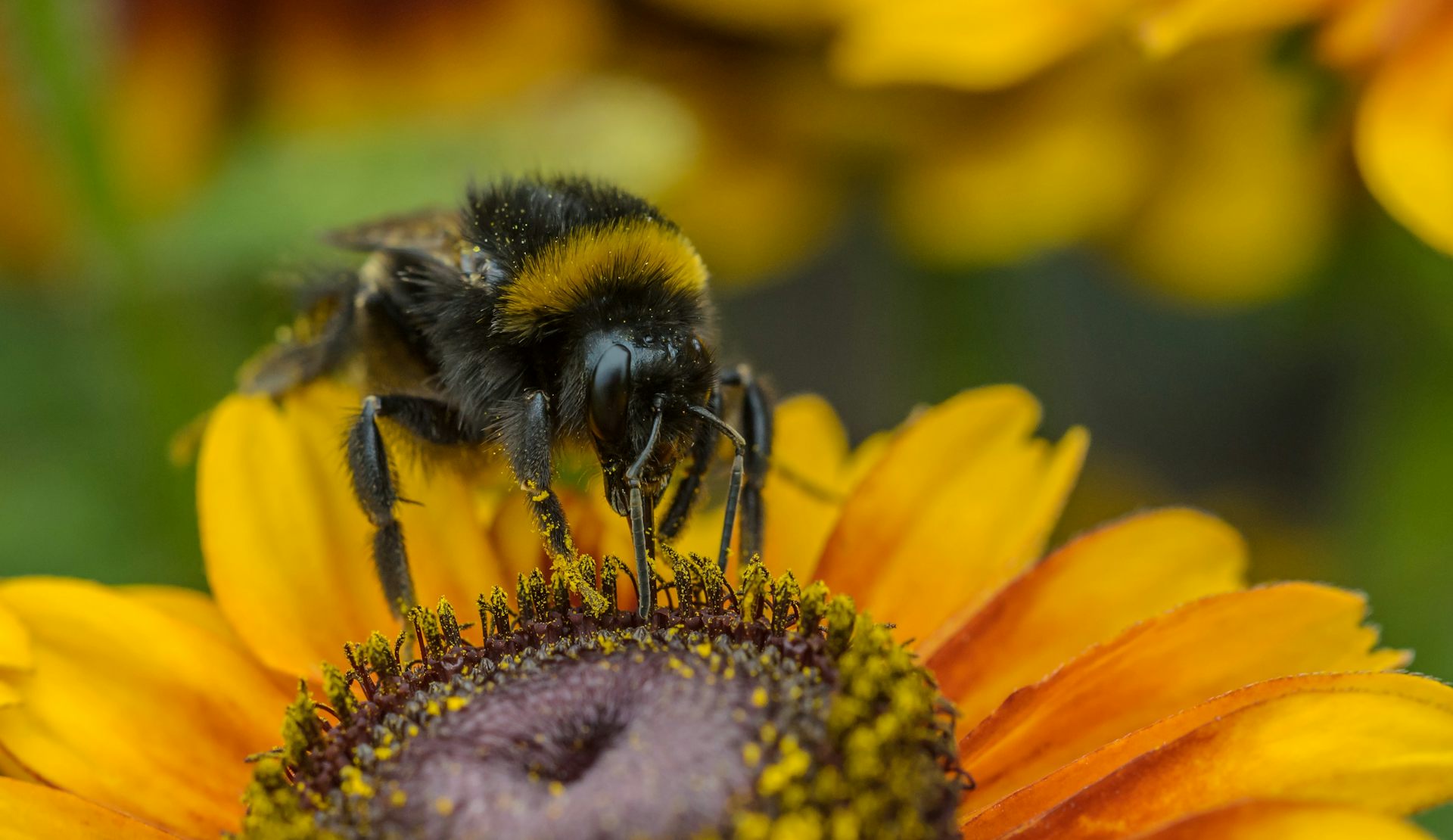 Yet another widely used insecticide found to harm bees – regulators ...