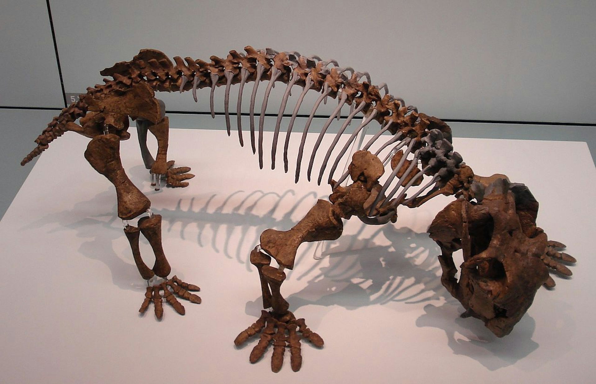 Cynodont Skeleton