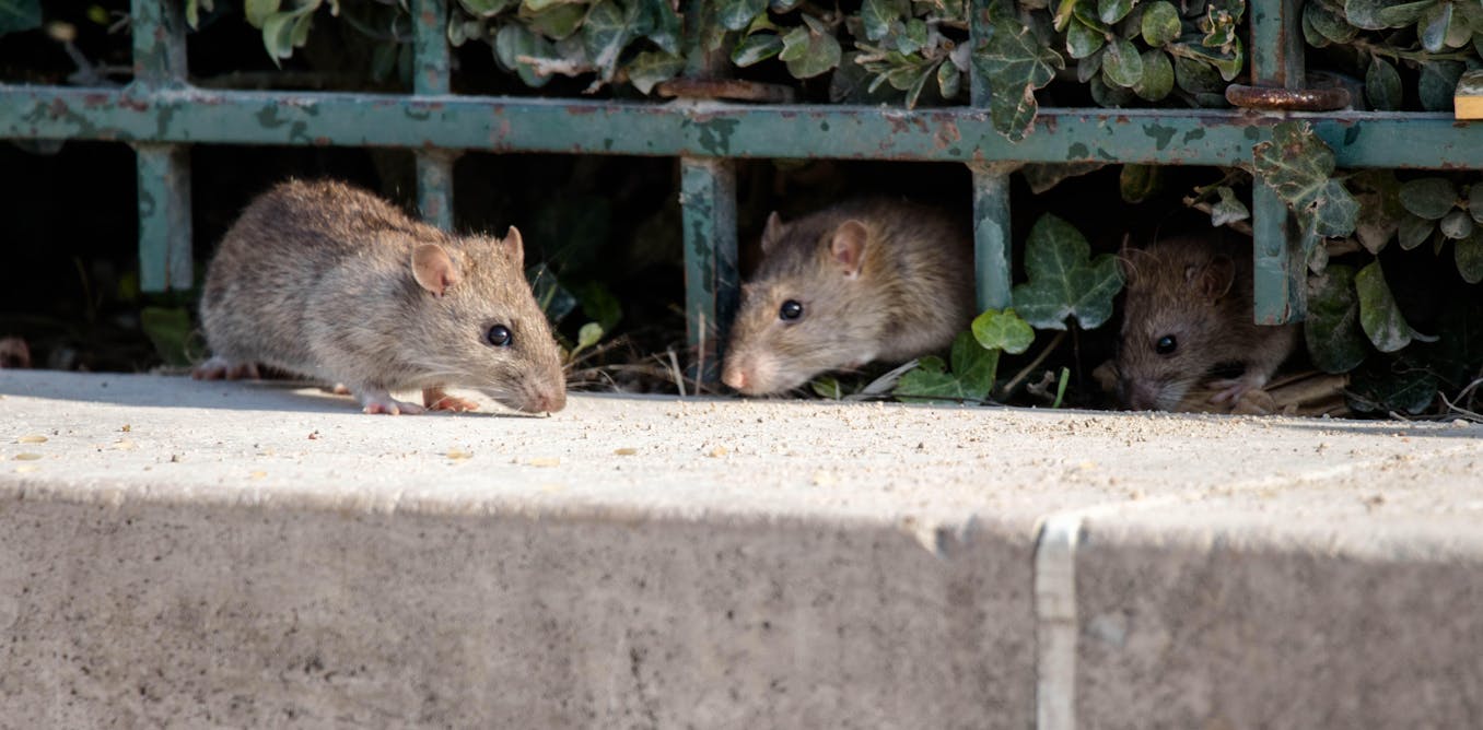 Pourquoi étudier les rats en ville est si difficile Pourquoi étudier les rats en ville est si difficile
