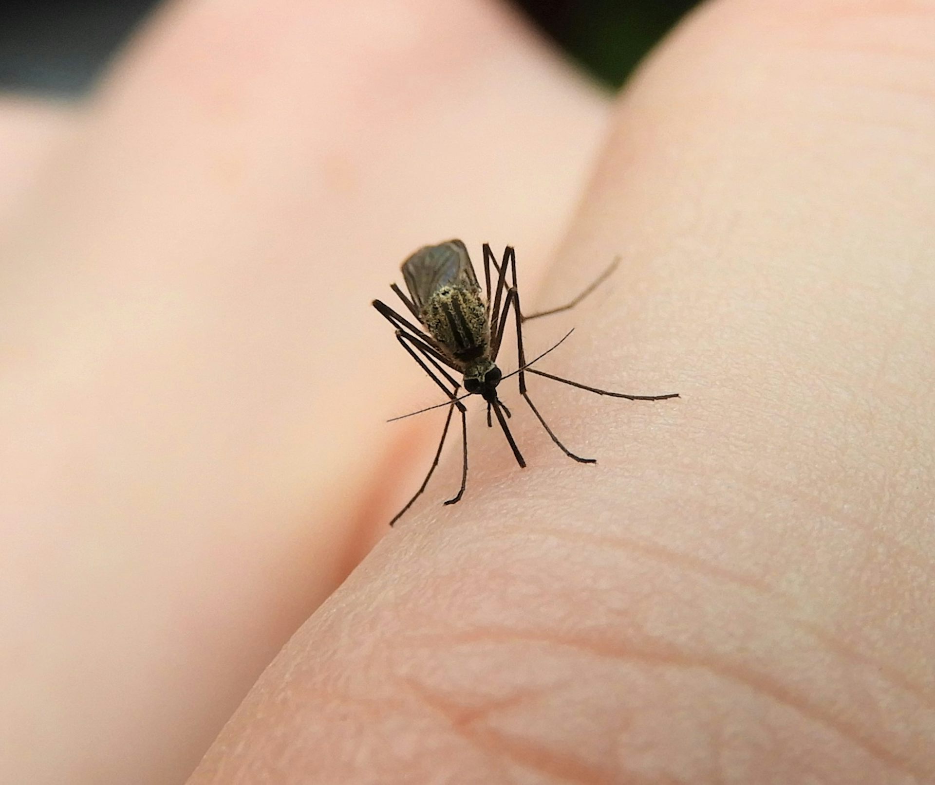 The bizarre and ecologically important hidden lives of mosquitoes ...