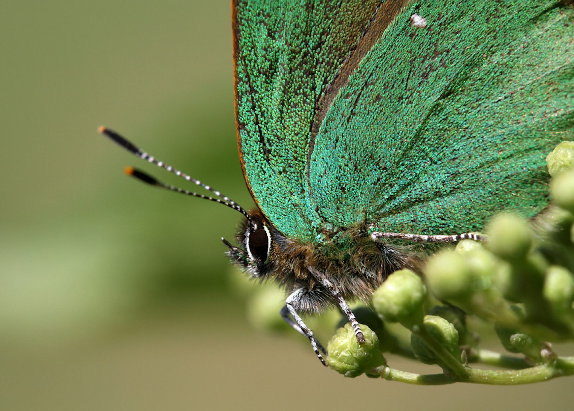 The butterfly effect: optical nanotechnology takes flight
