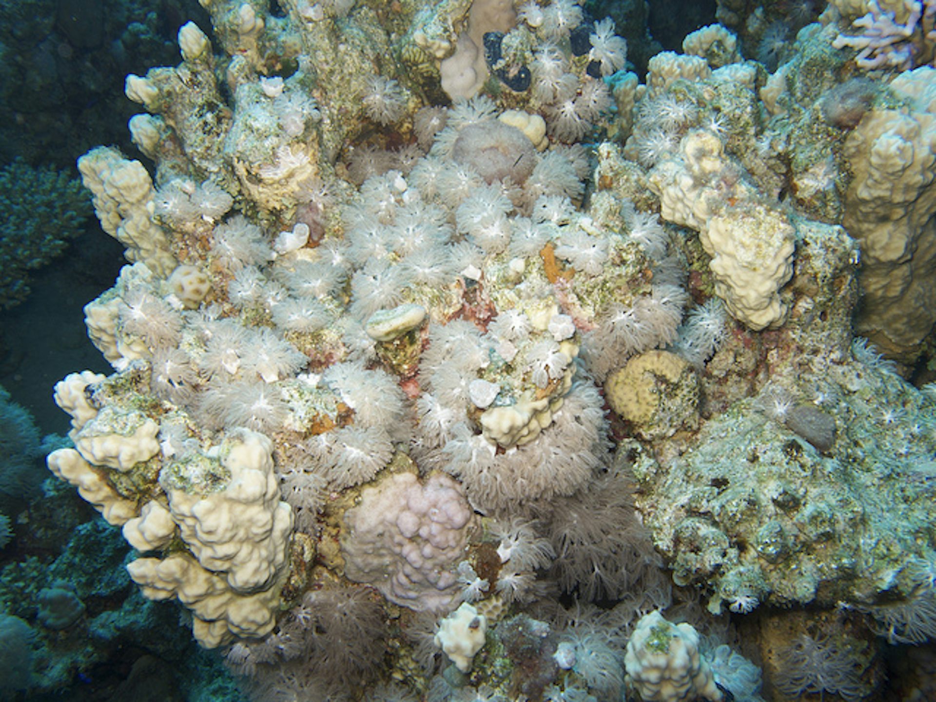 Coral will dissolve if CO2 emissions don’t change