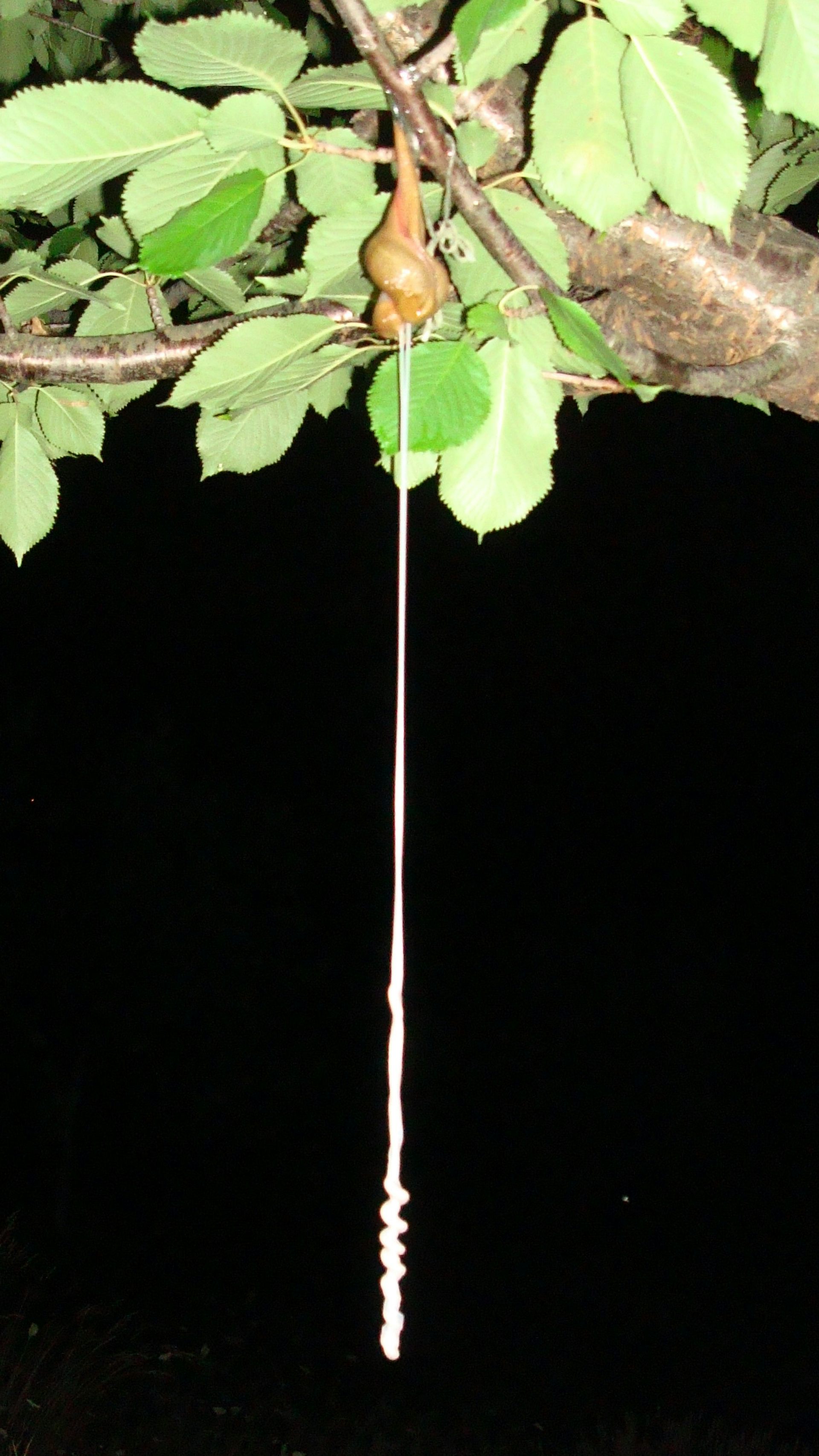 Leopard slugs mate in the most beautifully bizarre way – and nobody ...