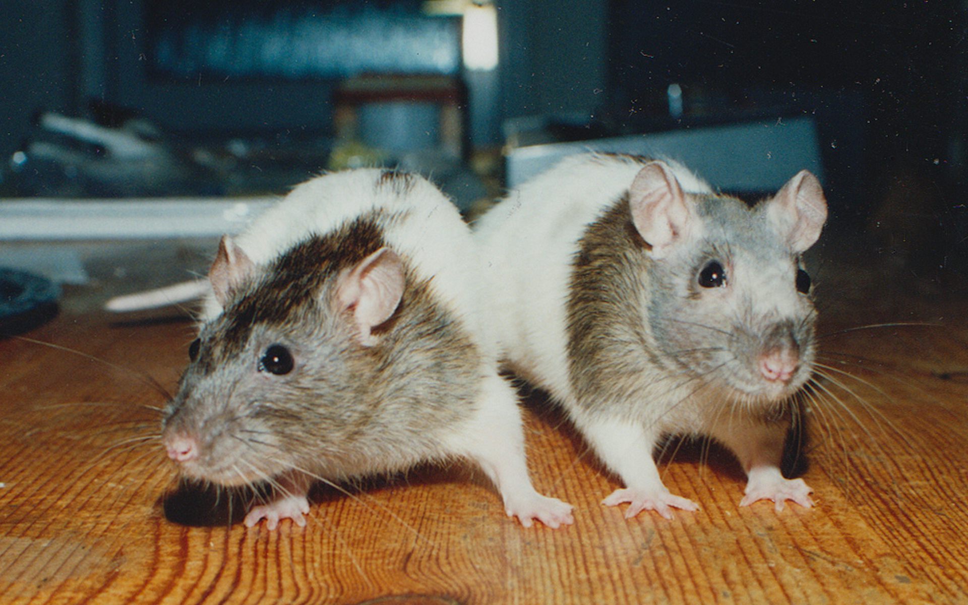 Simple operation to cure high blood pressure tested in rats