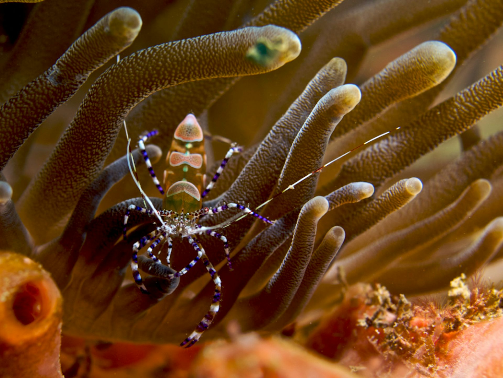 Species affected by climate change: to shift or not to shift?