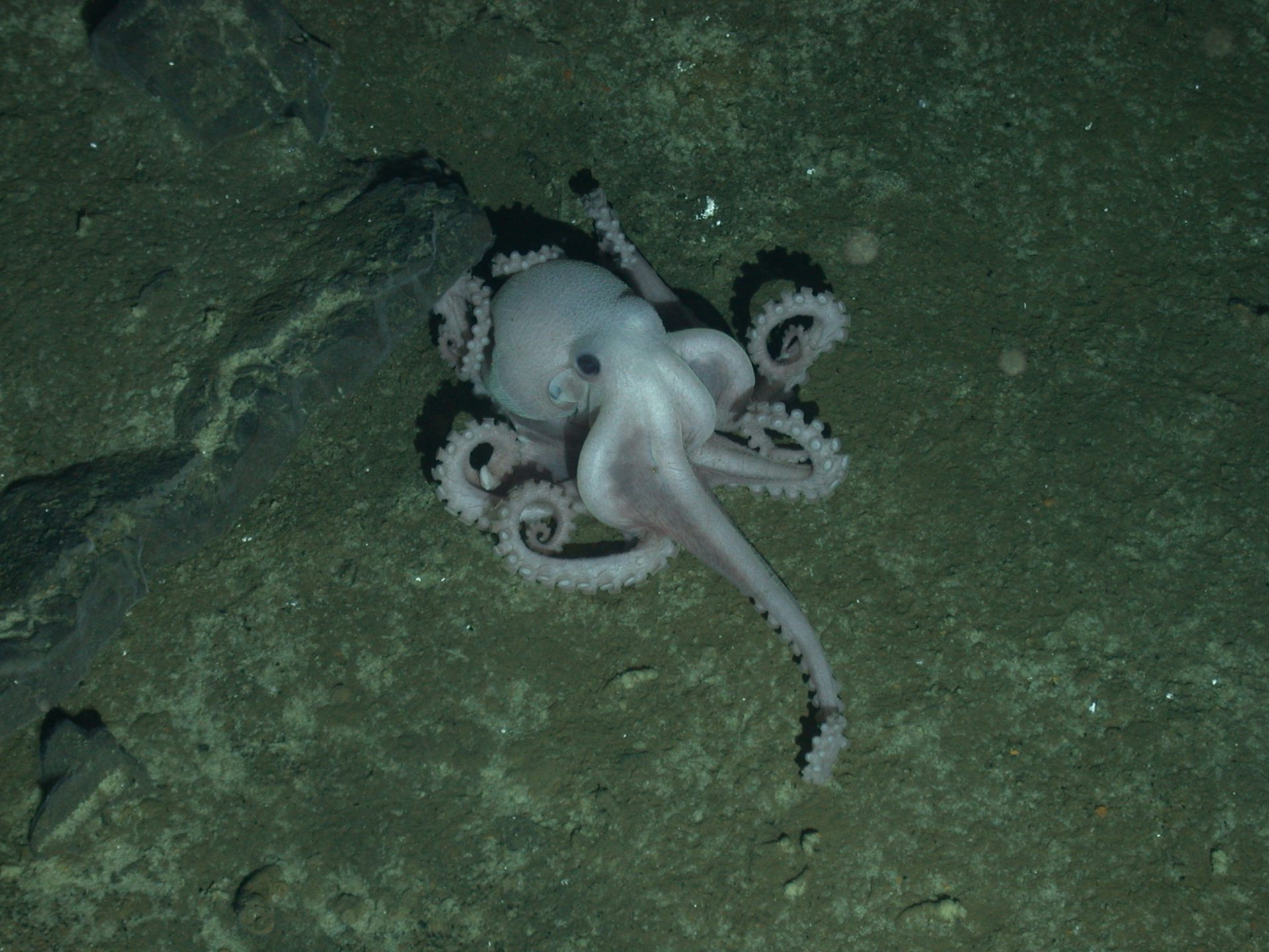 Race To The Bottom Of The Sea – The Little Known Heroes Of The 20th ...