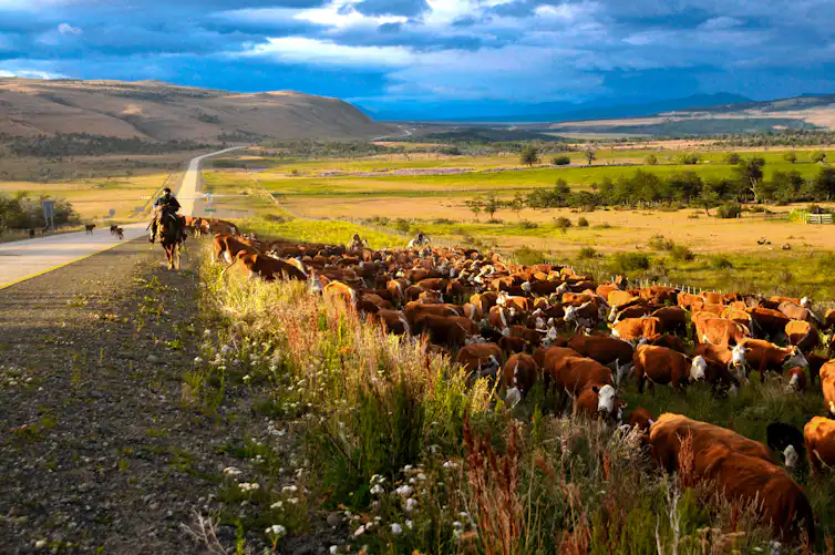Climate Crisis Is Turning Chile s Livestock Ranchers Against Wild Climate Crisis Is Turning Chile s Livestock Ranchers Against Wild