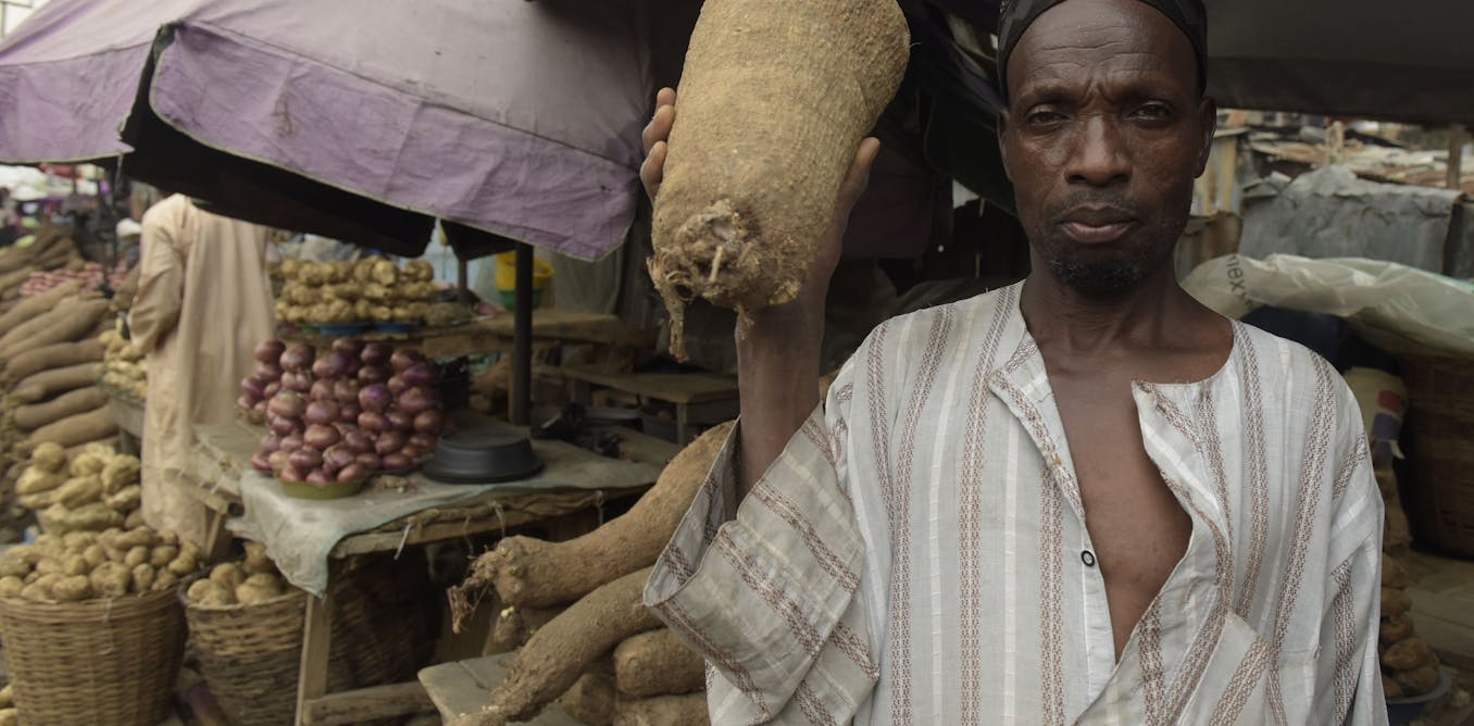 The best time to harvest yams? Science says when the lower leaves turn ... The best time to harvest yams? Science says when the lower leaves turn ...
