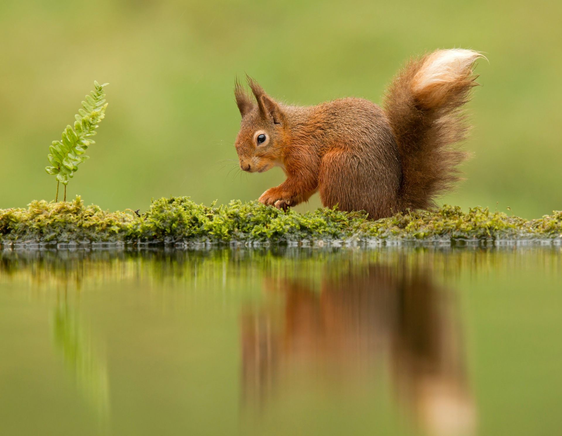 How to help red squirrels fight back against invasive greys – with DNA ...