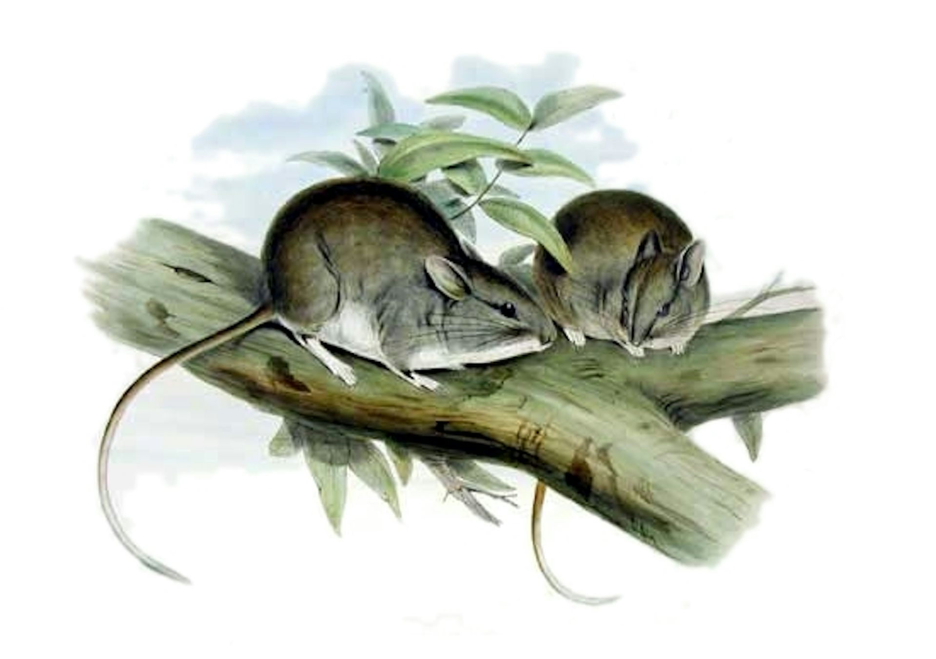 Australian endangered species: Lesser Stick-nest Rat