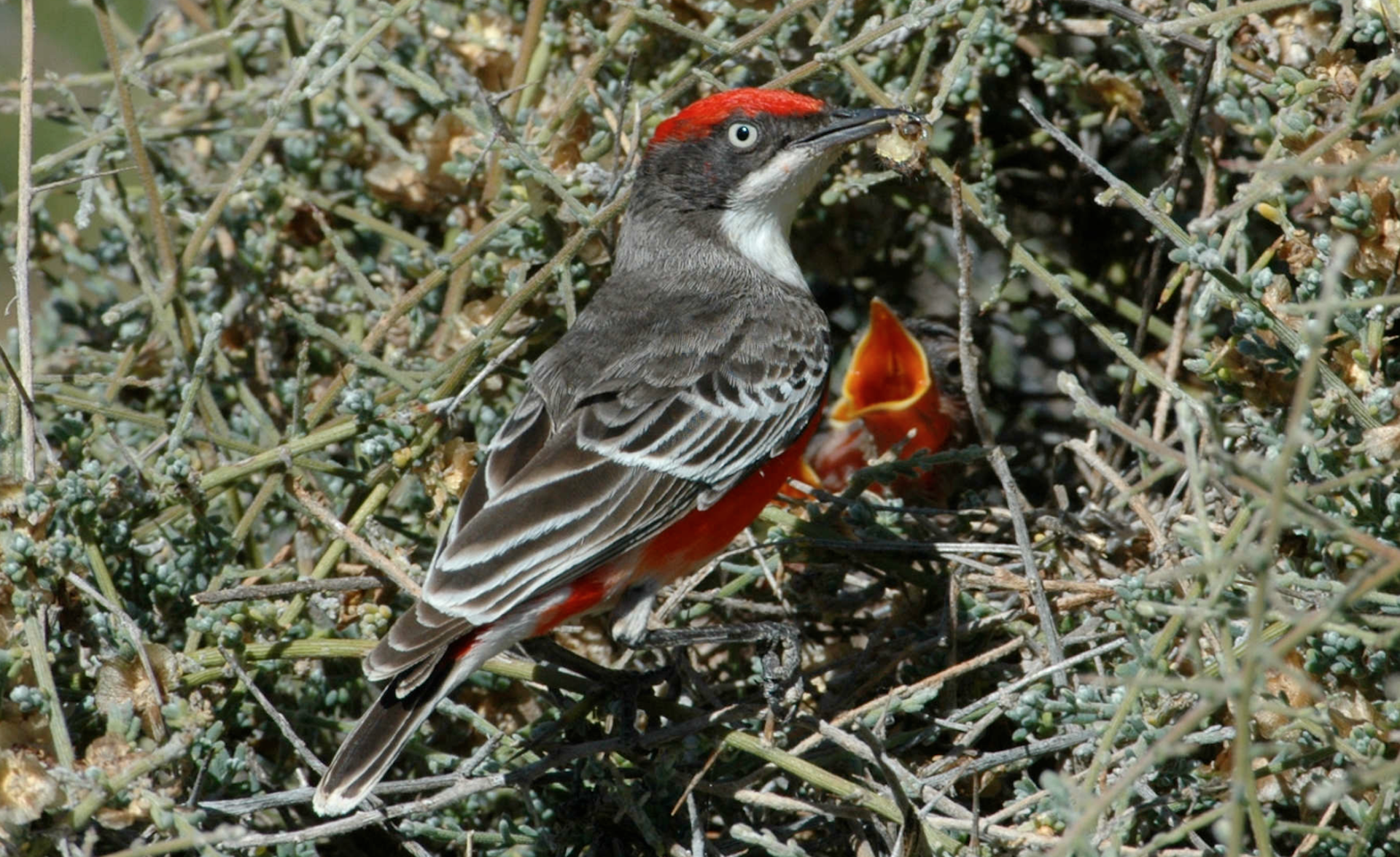 Do cheating females have better kids? Shake ya tail feather for yes