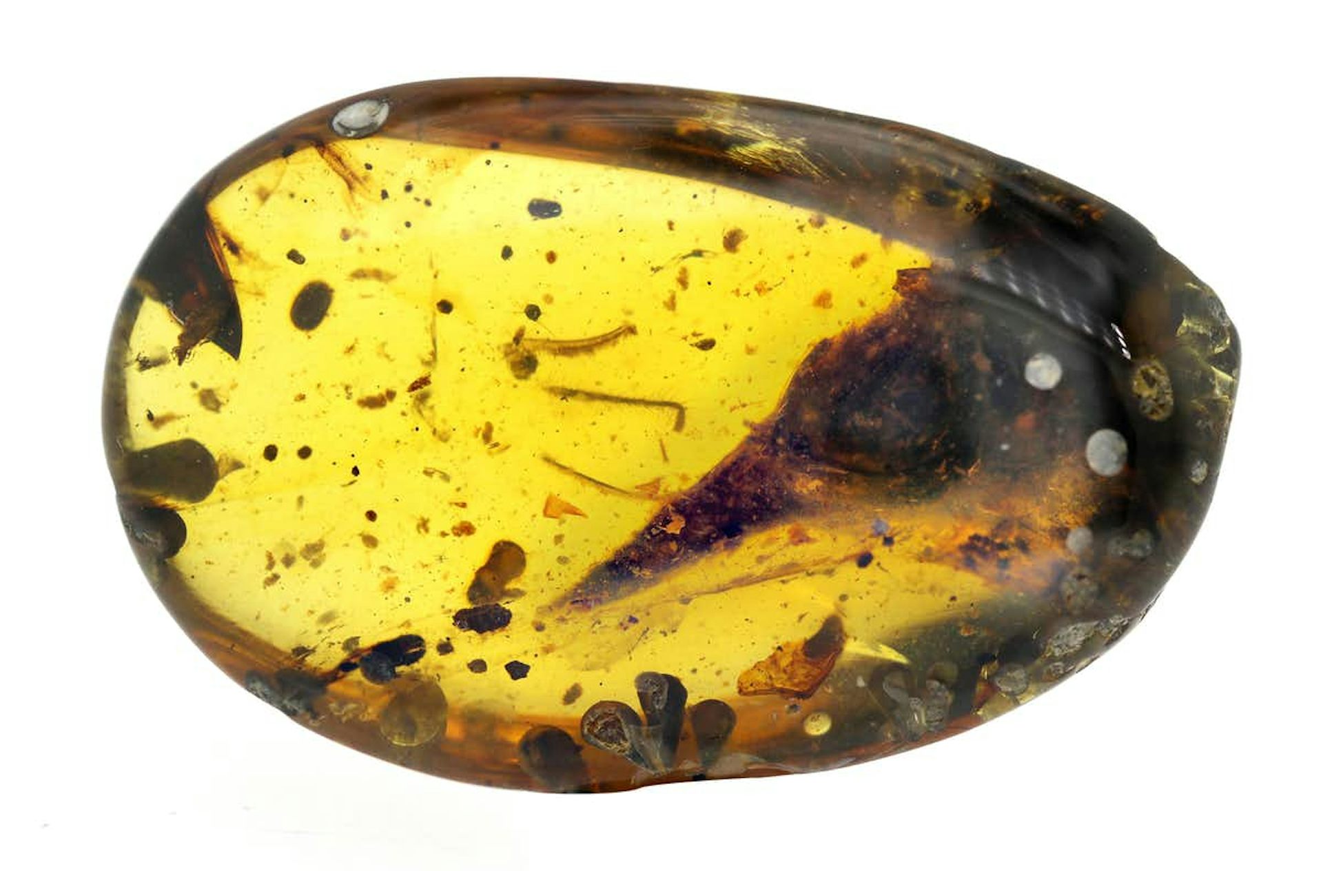 Ancient lizard found preserved in 99-million-year-old amber