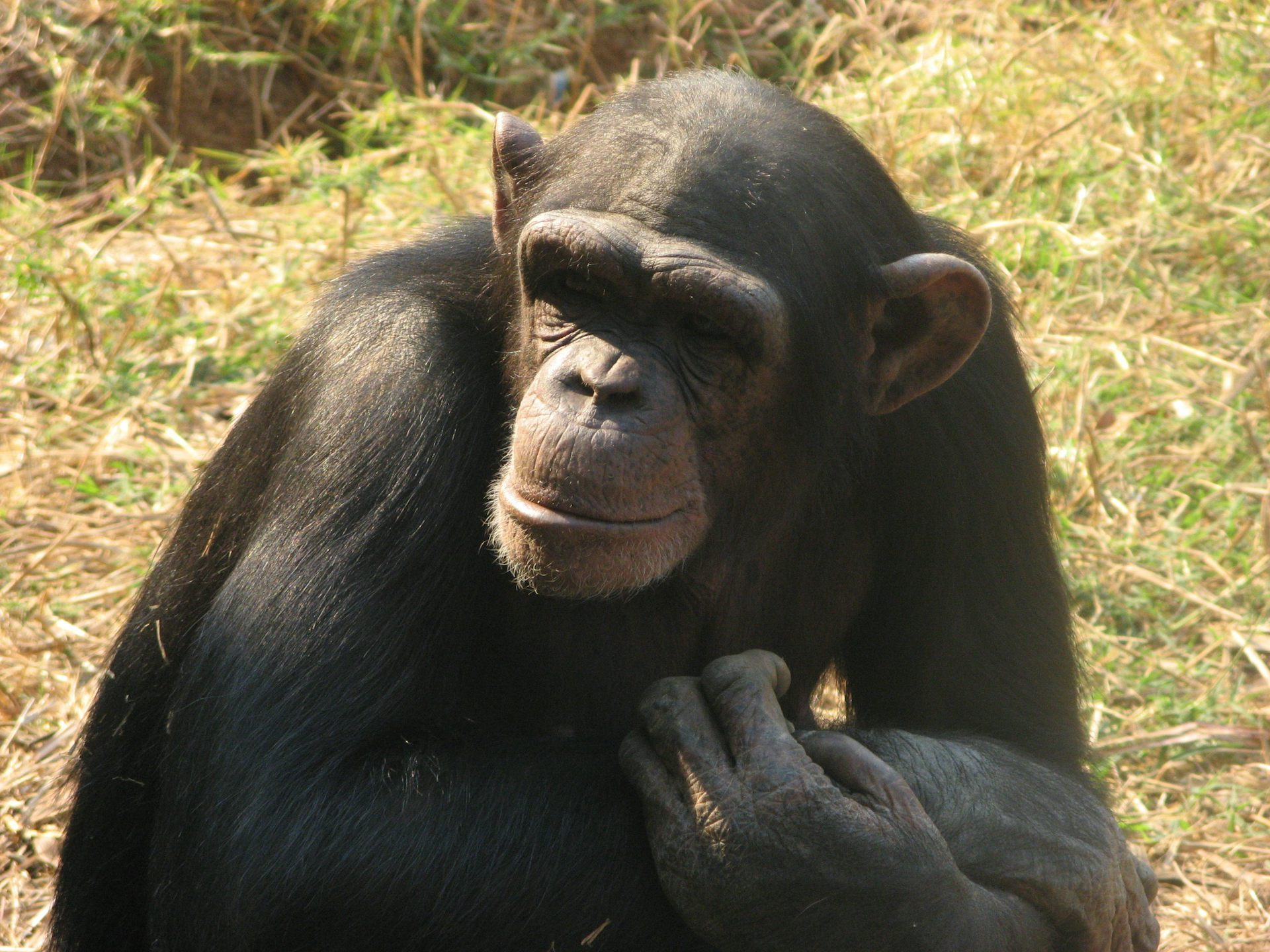 Robots push the right buttons for inquisitive chimps