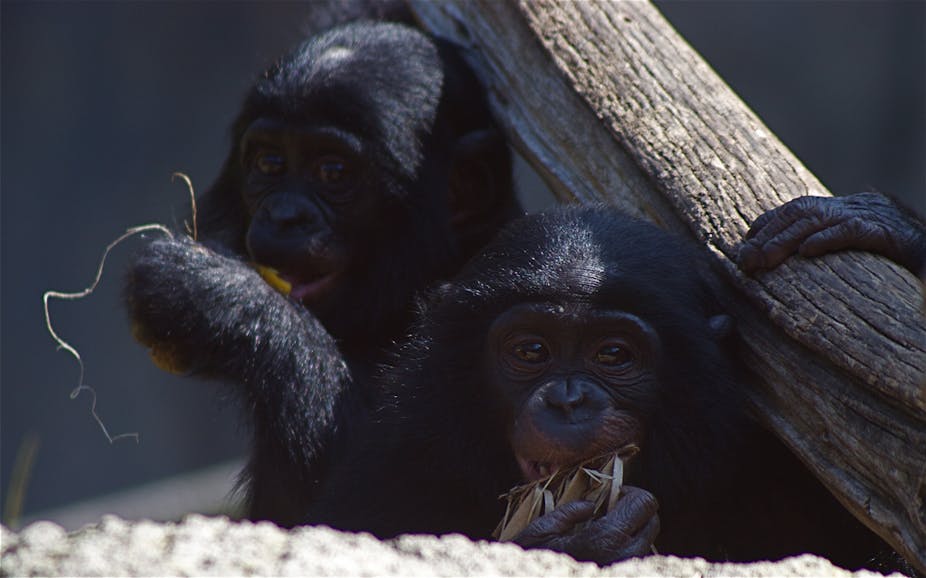 For Primates Having A Mother Helps Them Learn Social Skills for-primates-having-a-mother-helps-them-learn-social-skills