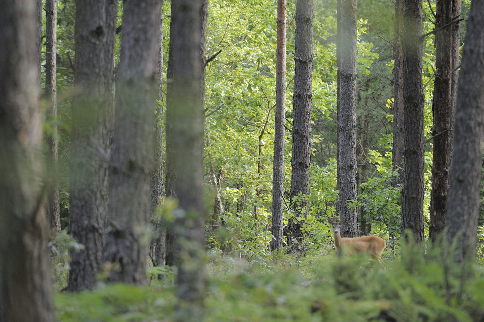 Rewilding: lessons from the medieval Baltic crusades