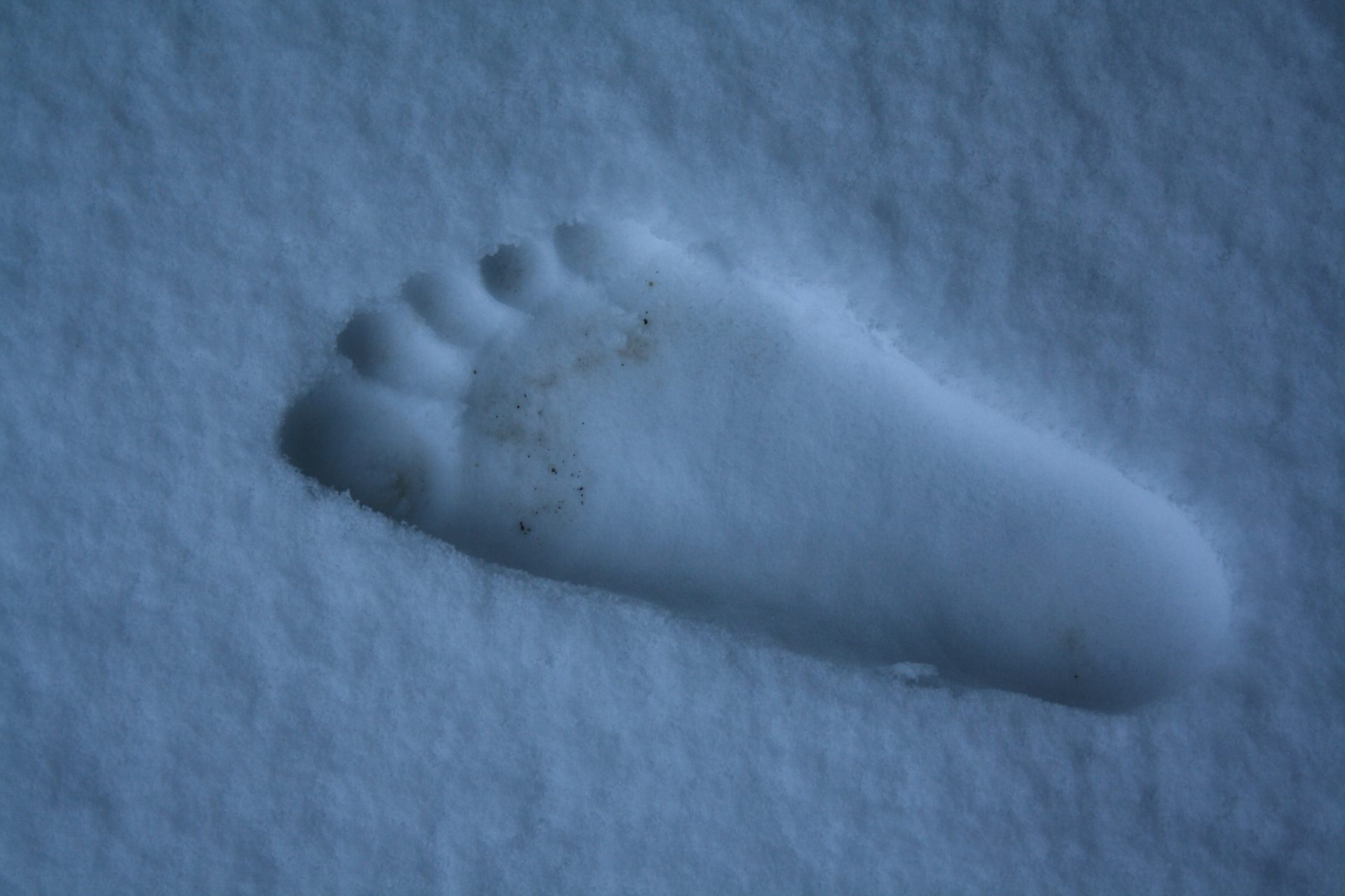 DNA ‘evidence’ for Himalayan yetis doesn’t bear scrutiny