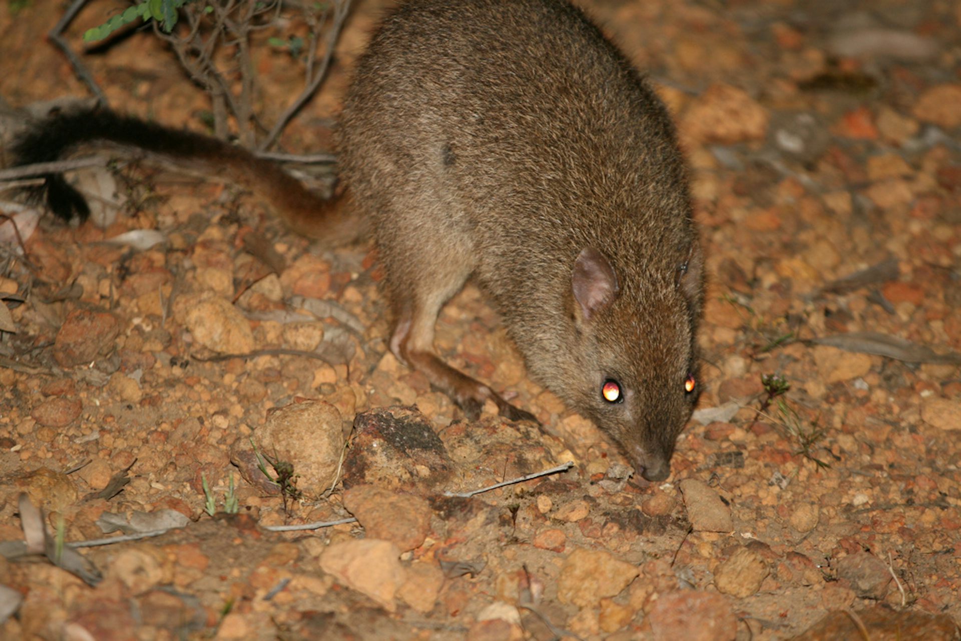 Australian endangered species: Woylie
