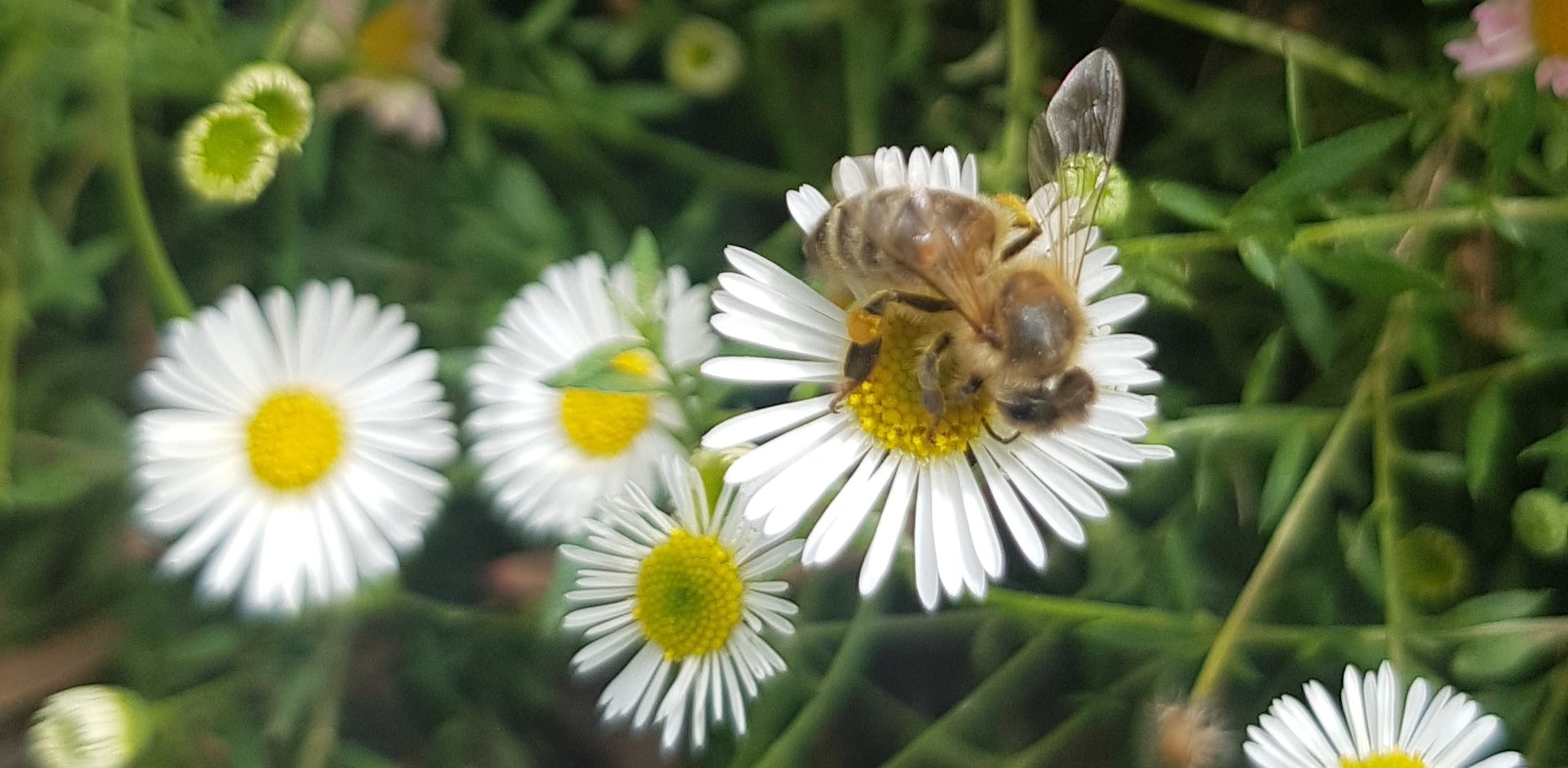 One, then some: how to count like a bee